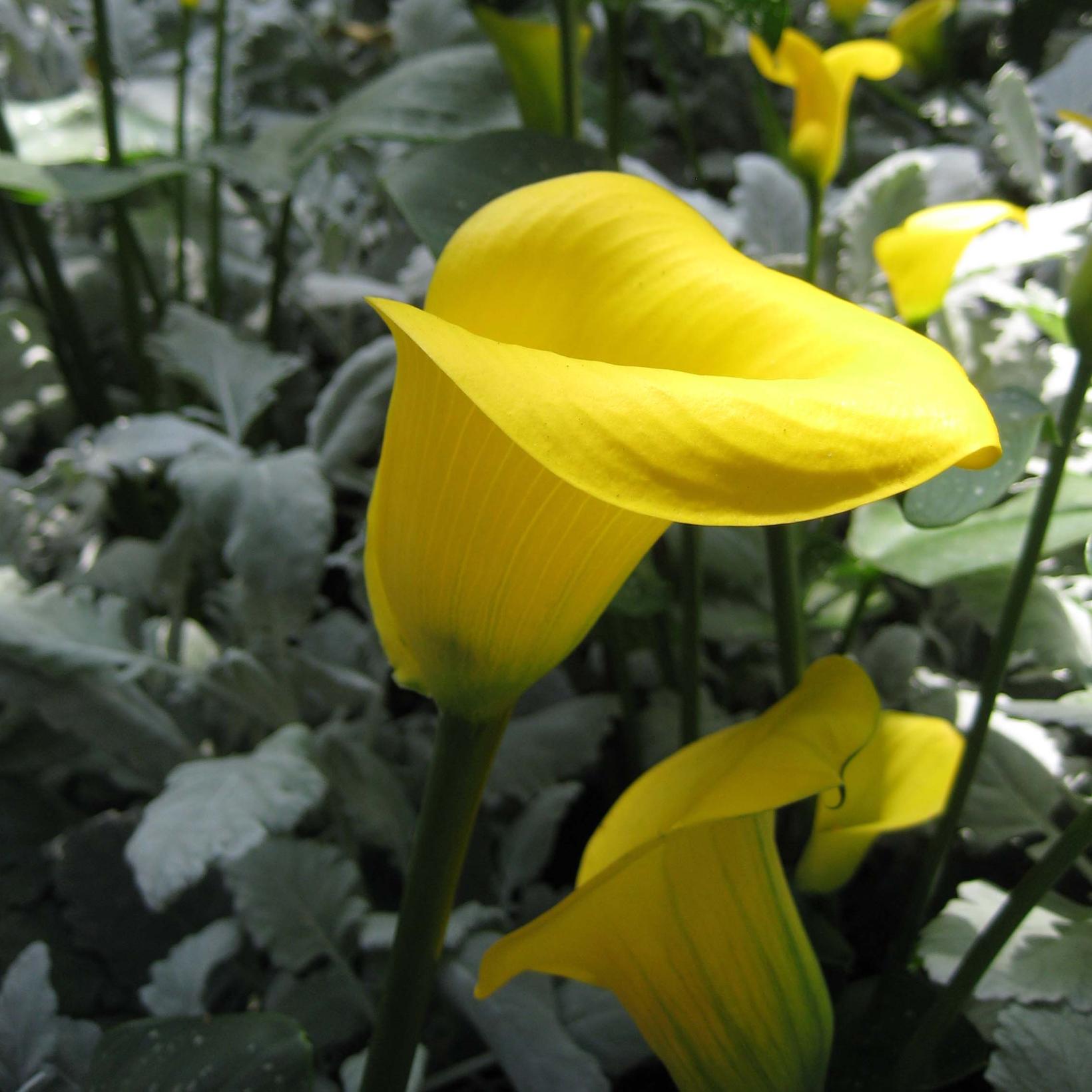 Zantedeschia Solfatare - Calla - Arum des fleuristes de couleur jaune ...