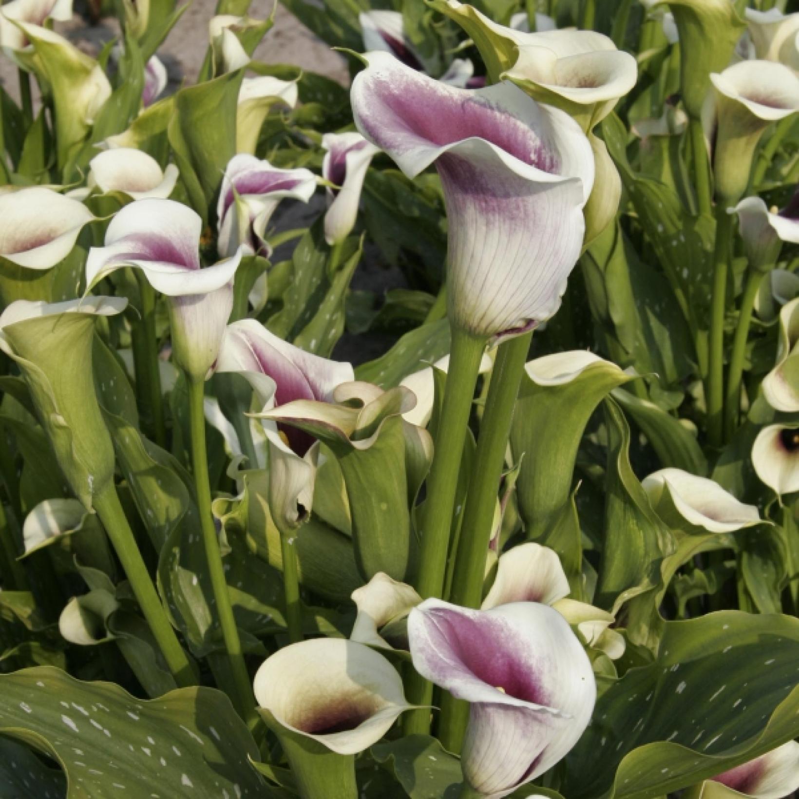 Zantedeschia Picasso - Arum des fleuristes - Calla à fleurs blanches et ...