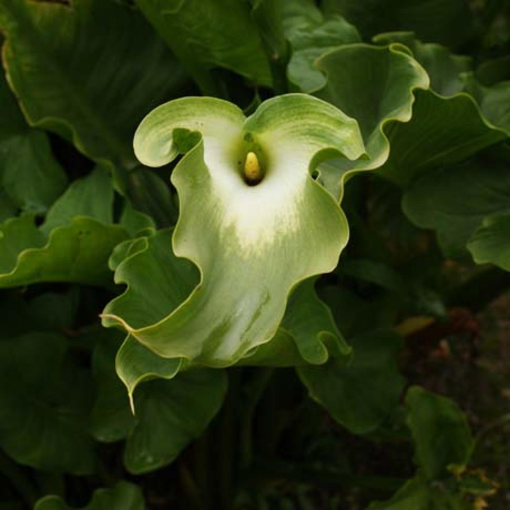 Calla ou zantedeschia, l'arum vert et blanc hybride très tendance
