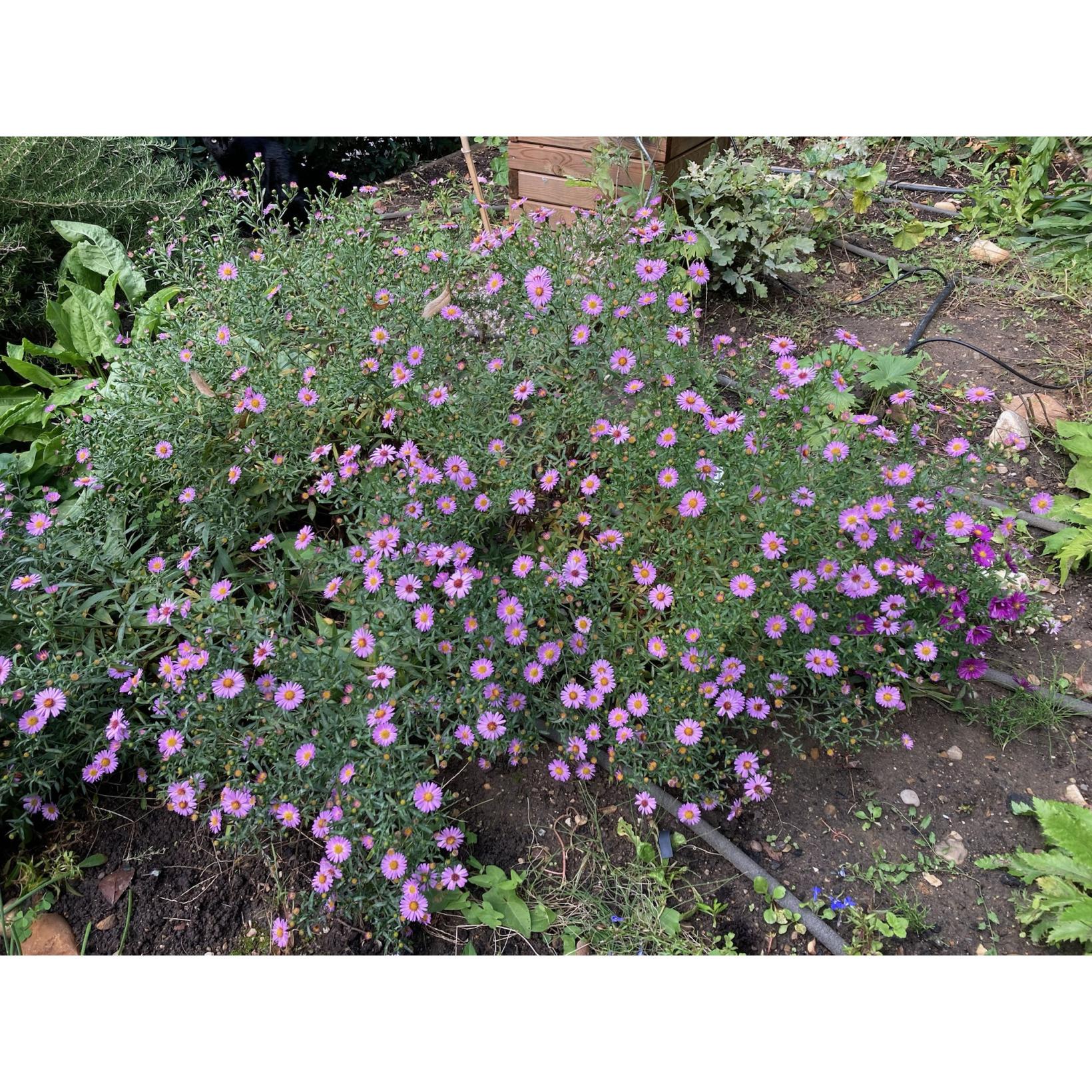 Aster dumosus Anneke - Aster nain compact à fleurs rose-rouge