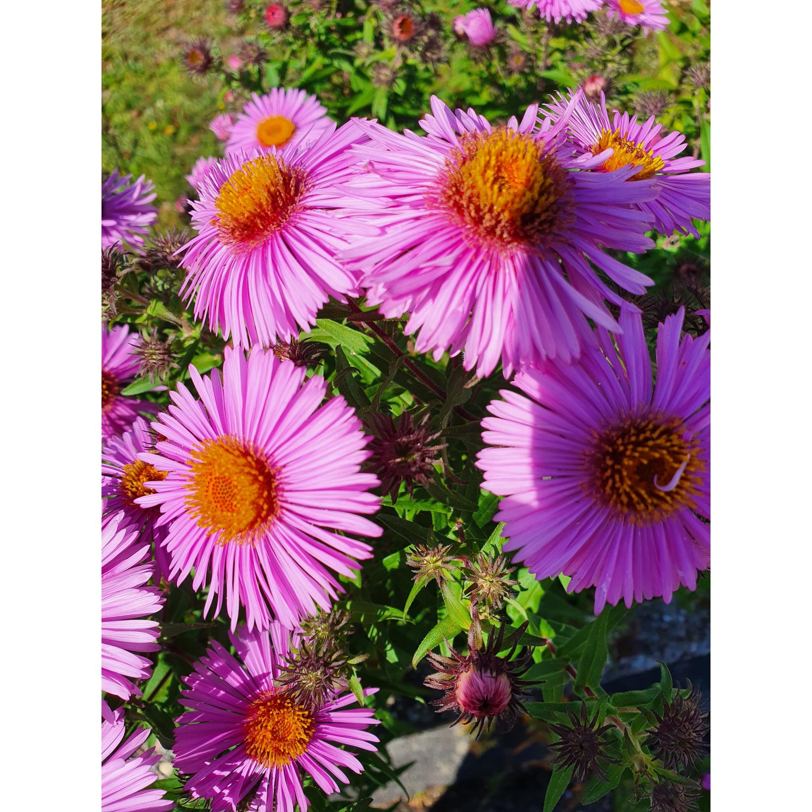 Aster novae-angliae Barr's Pink – Grand Aster d'automne rose
