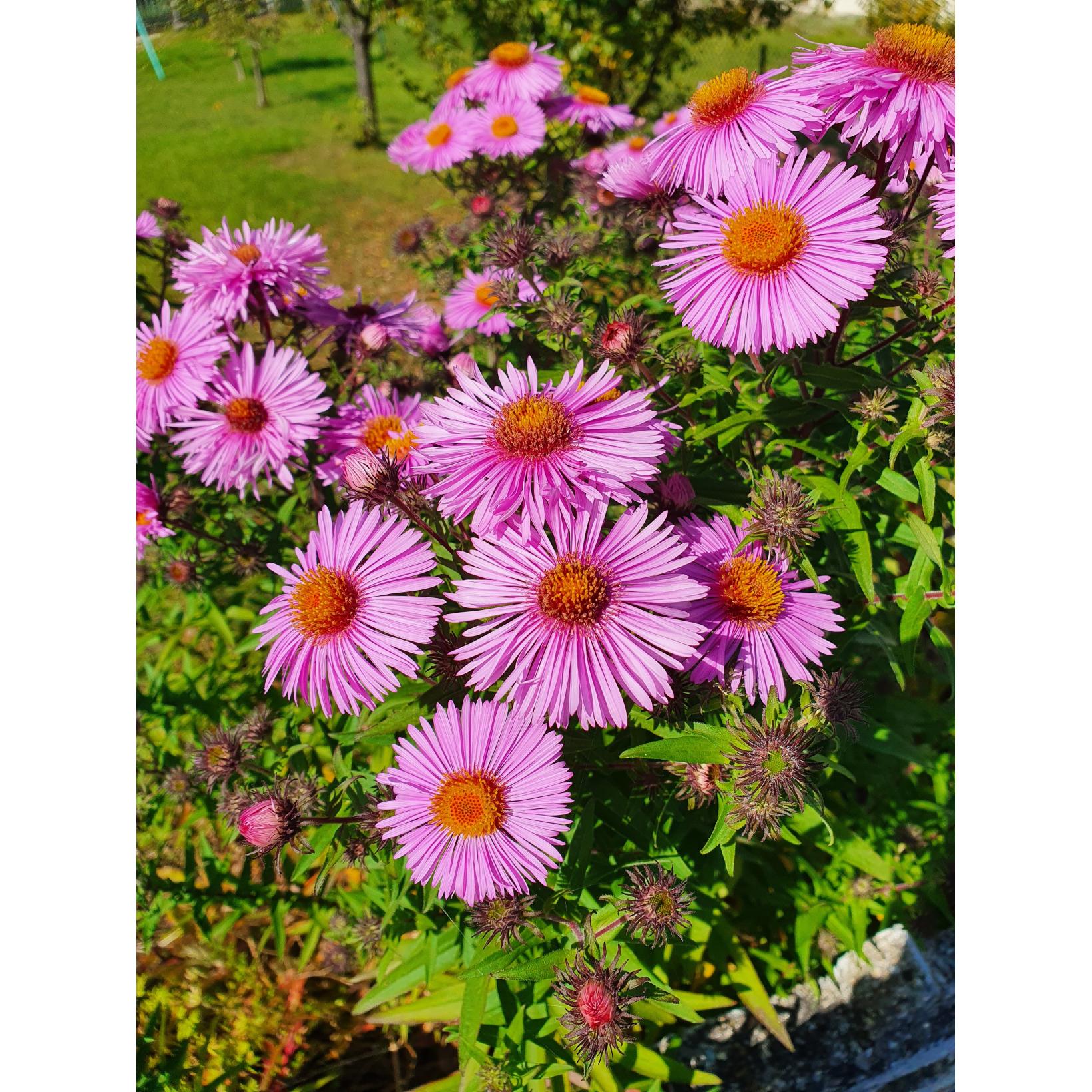 Aster novae-angliae Barr's Pink – Grand Aster d'automne rose