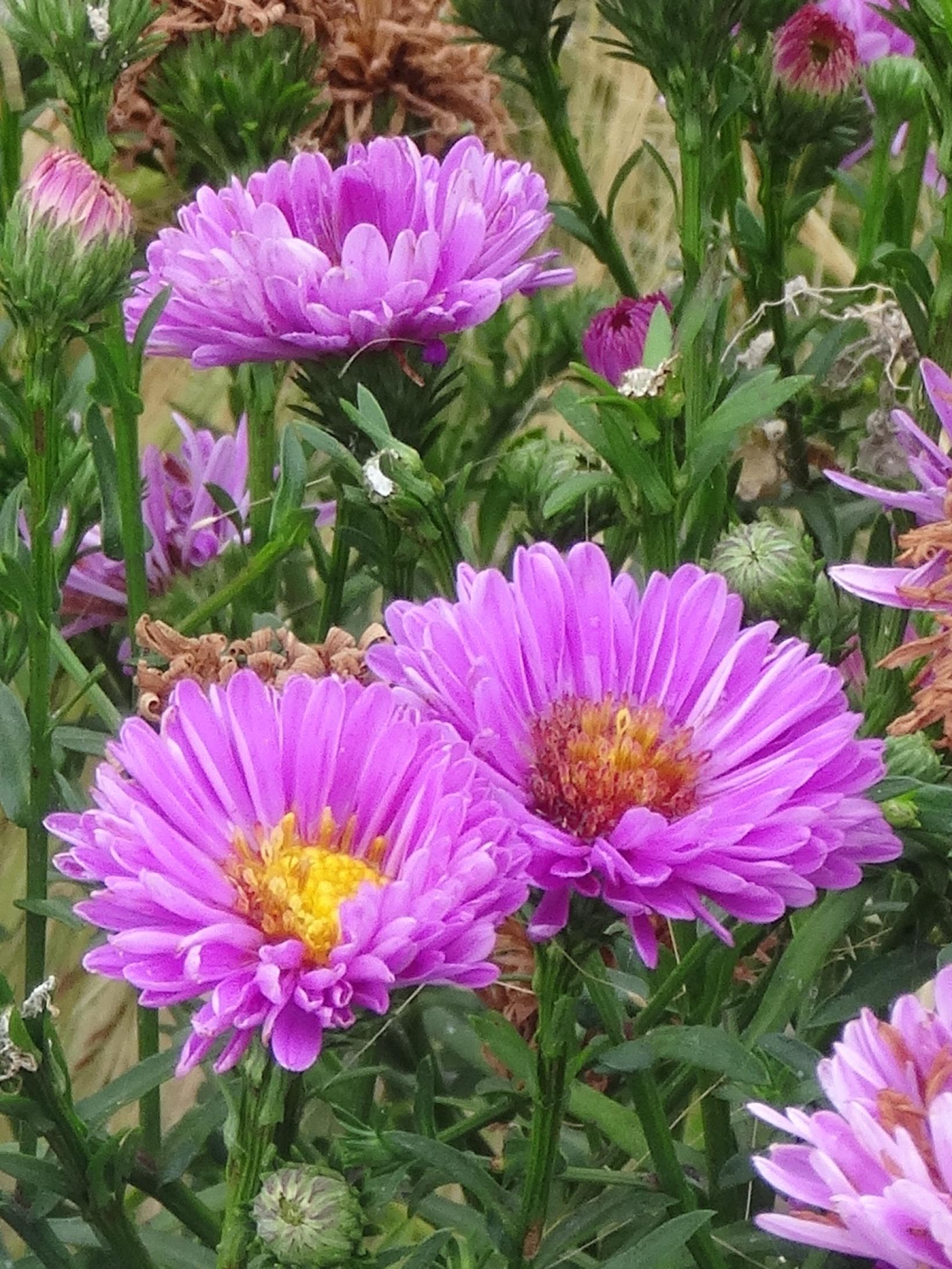 Aster novi-belgii Patricia Ballard – Grand Aster rose, semi-double