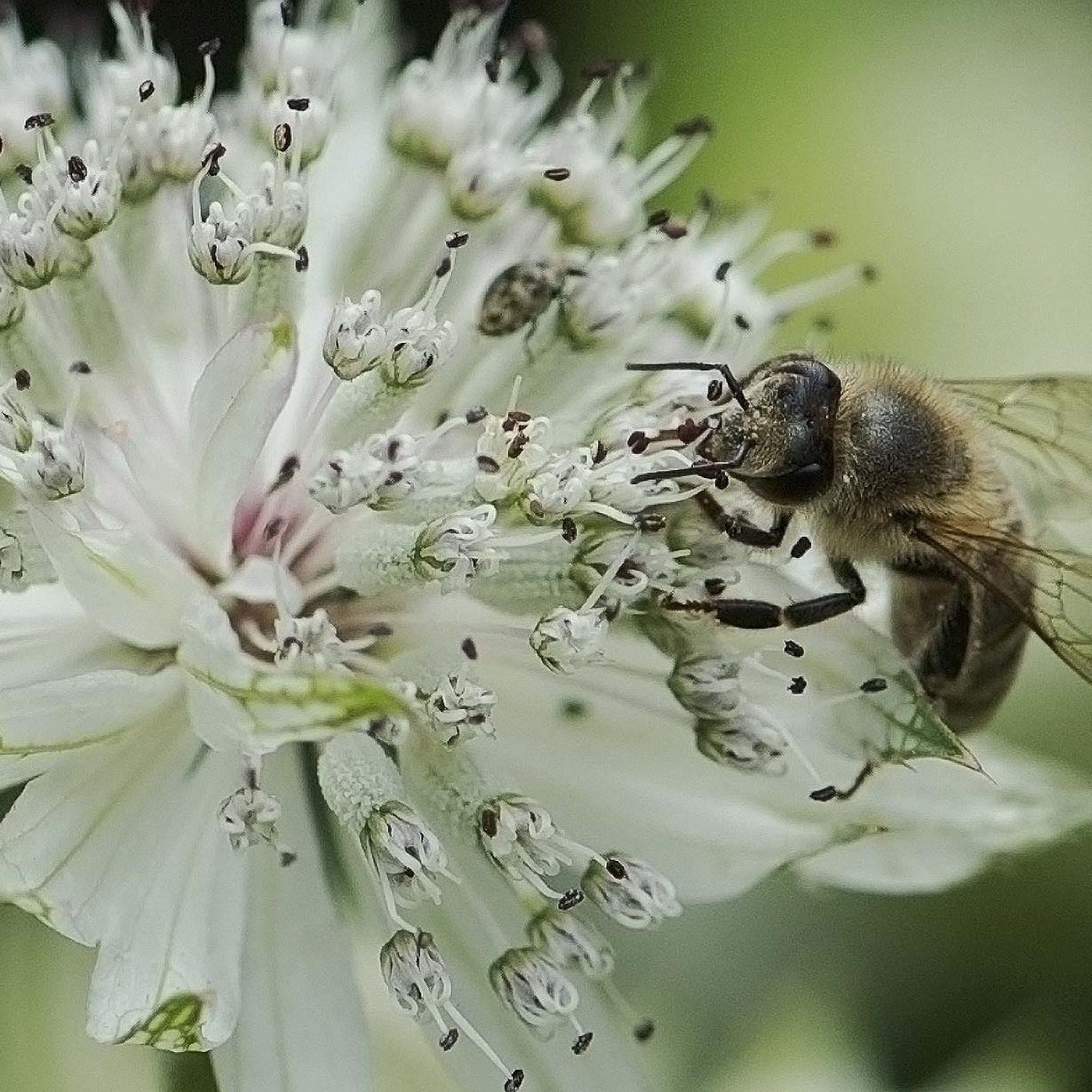 Astrantia major - Grande Astrance – Radiaire – Sanicle de Montagne