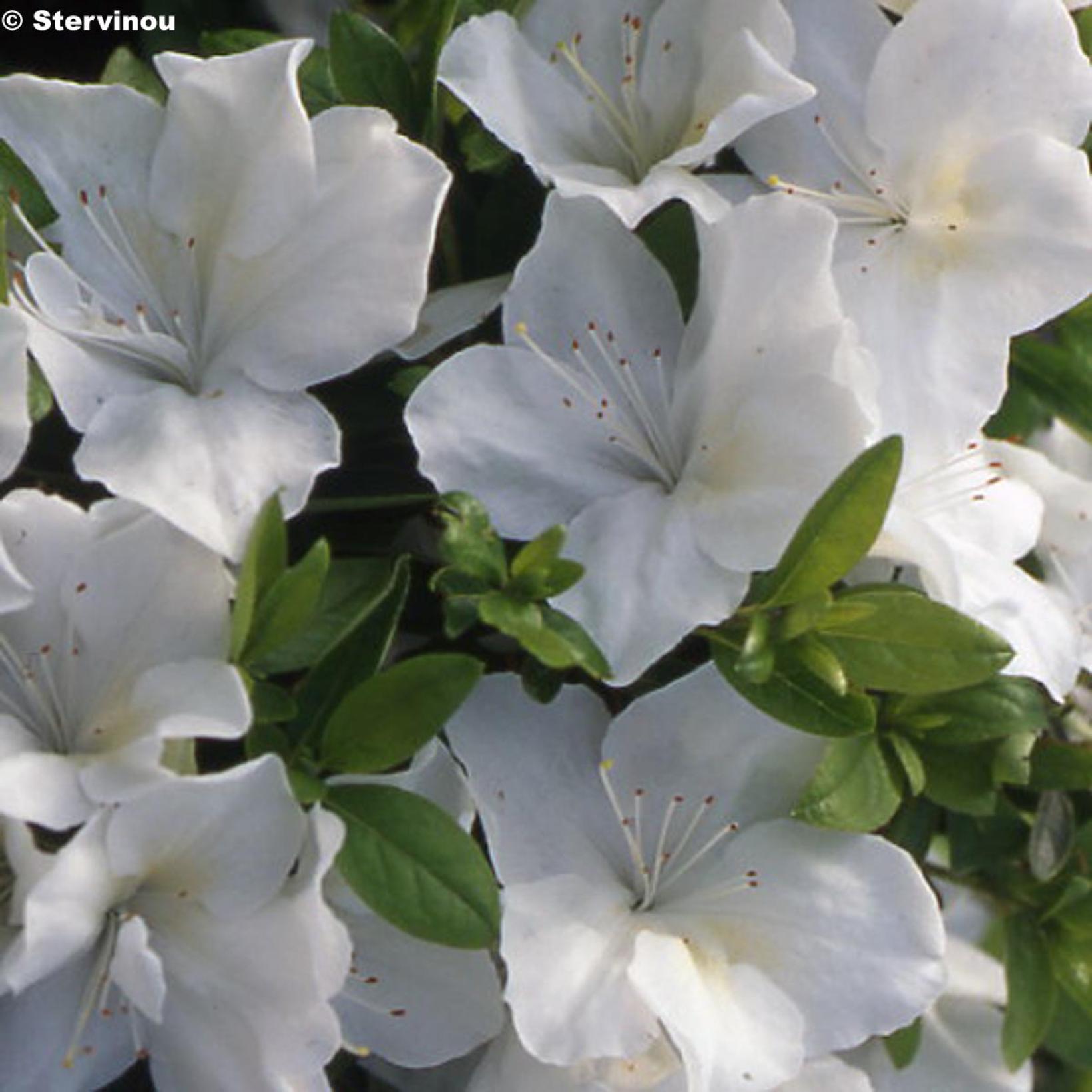 Azalée du Japon Eucharis - Rhododendron hybride - Azalea x kaempferi