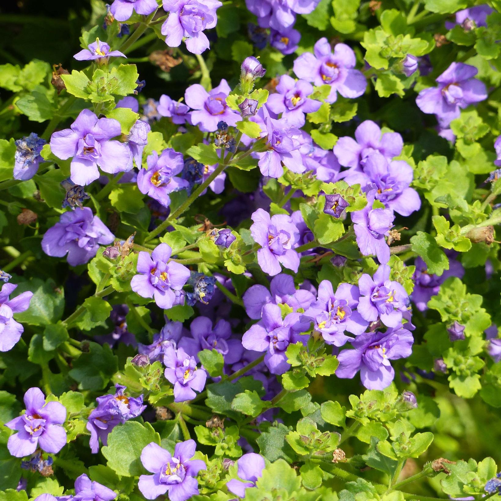 Bacopa Scopia Double Indigo- Sutera cordata - Annuelle à fleurs doubles ...