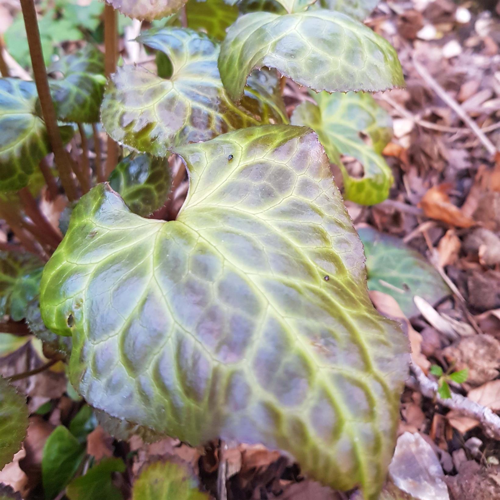 Beesia calthifolia - Vivace d'ombre fraîche à feuillage persistant (Chine)