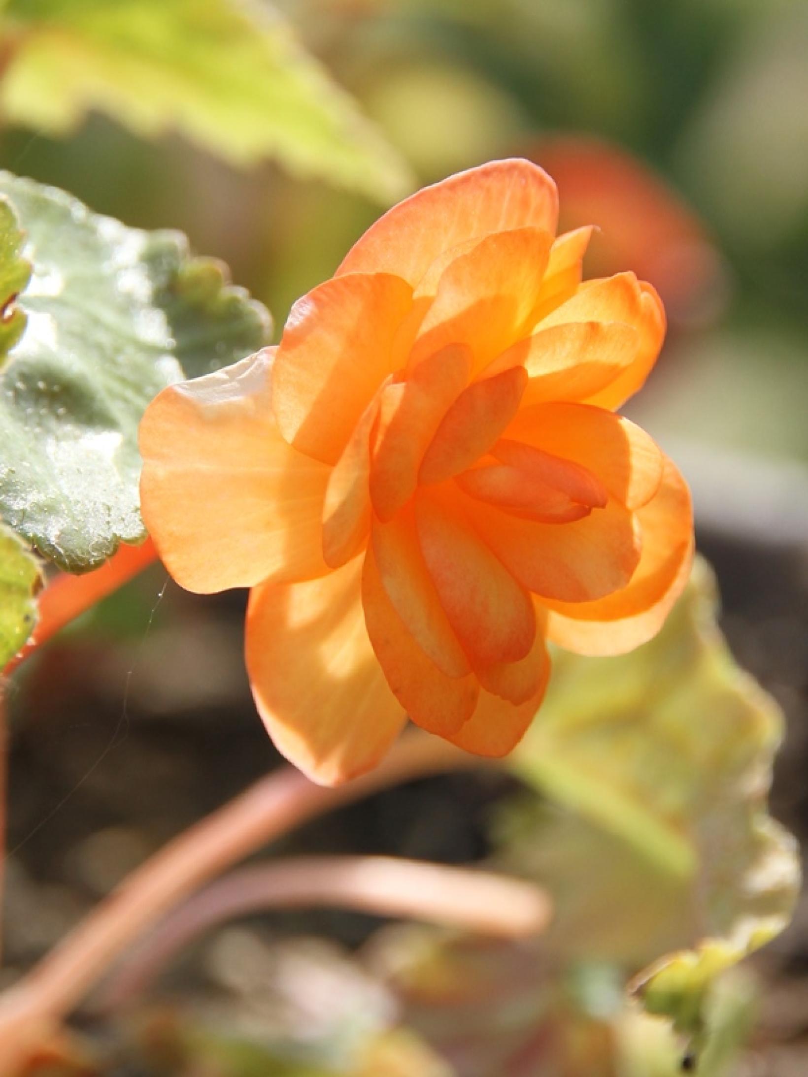 Bégonia retombant Illumination® tons abricot - Begonia pendula.