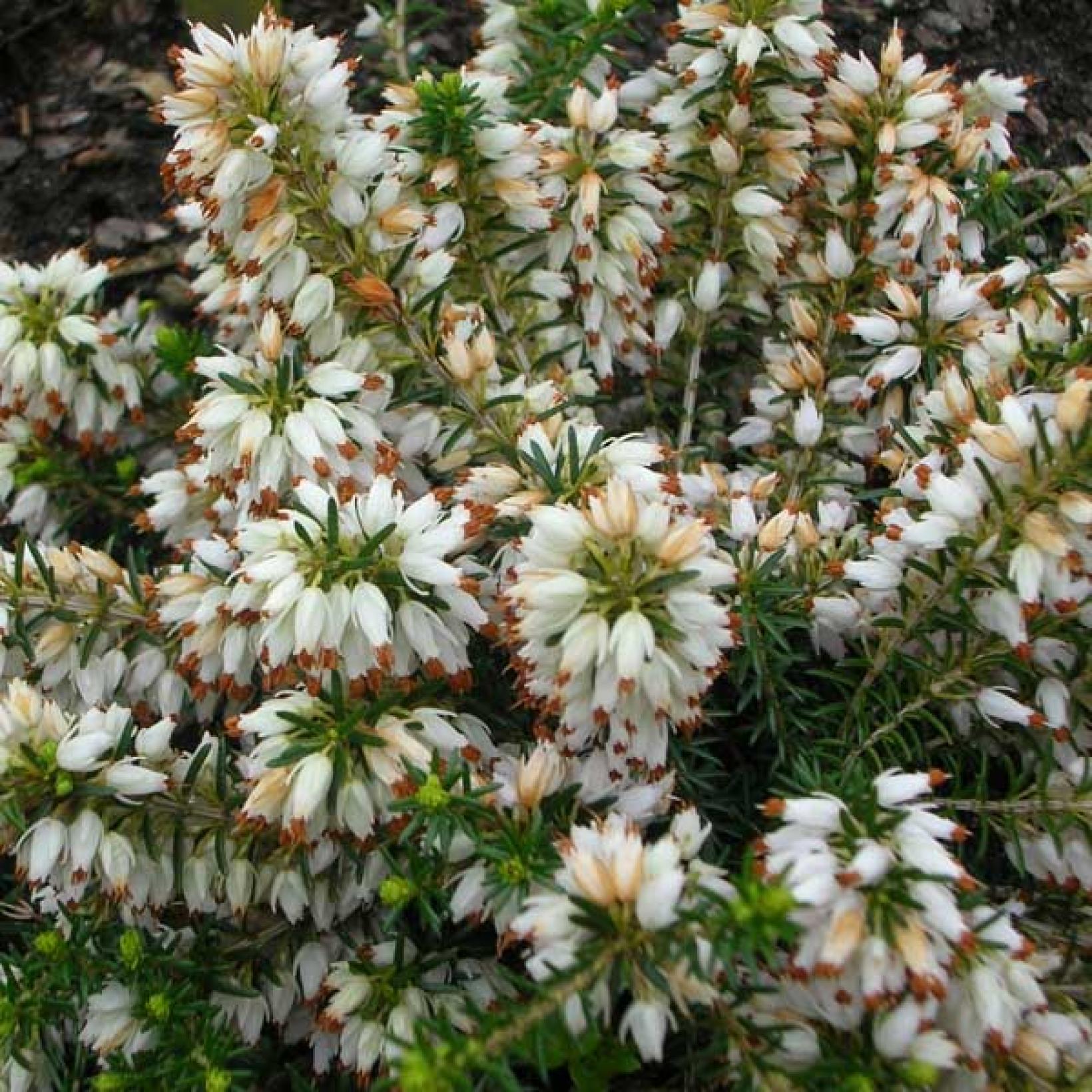 Erica carnea Springwood White – Bruyère des neiges à fleurs blanches
