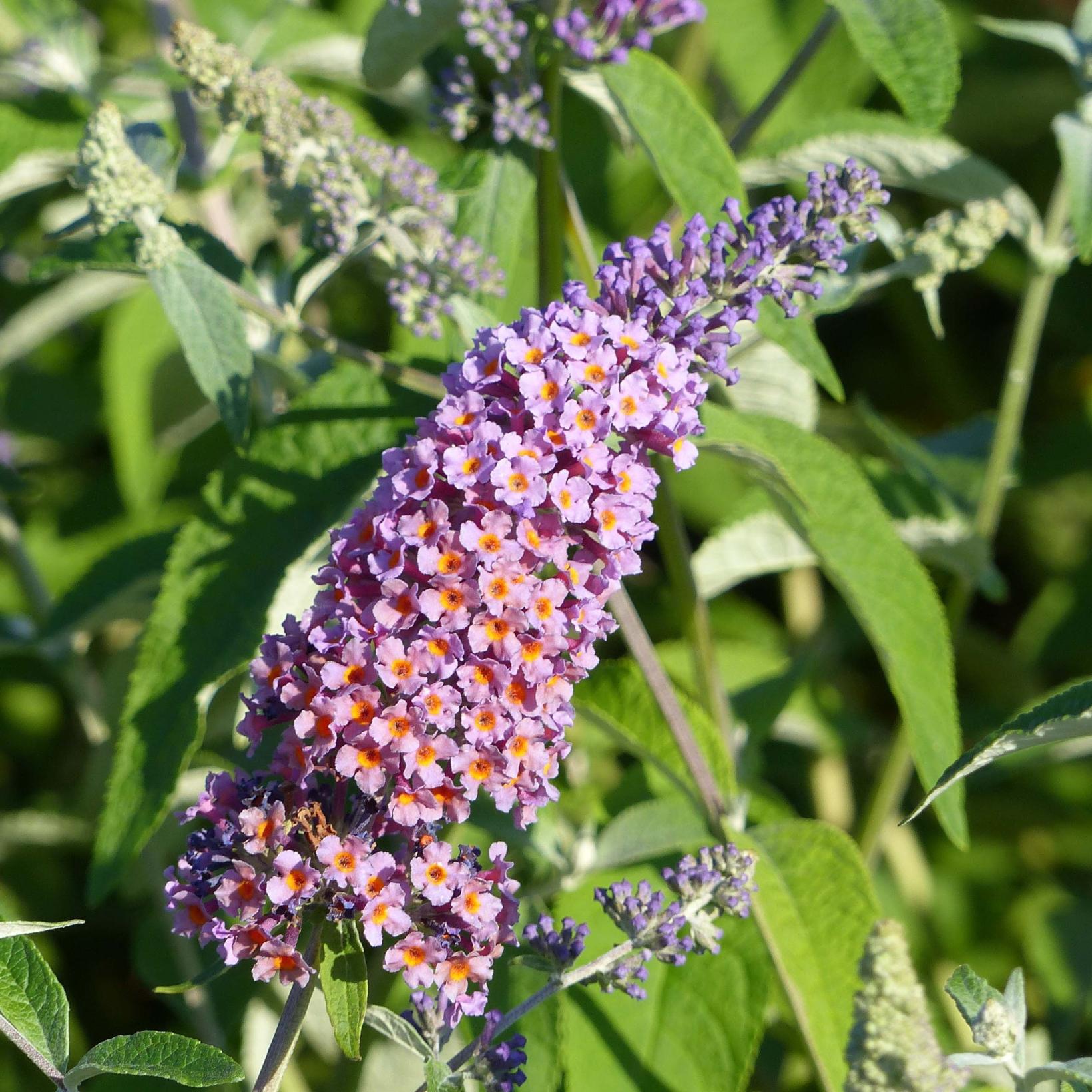 Buddleia davidii Flower Power - Arbre à papillons aux épis bicolores