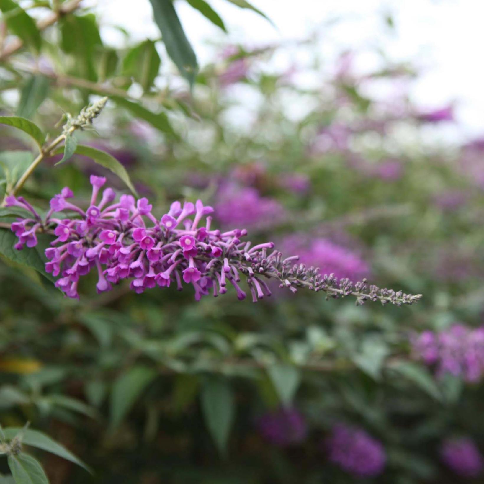 Buddleja davidii Argus Velvet - Arbre à papillons à fines fleurs violettes.