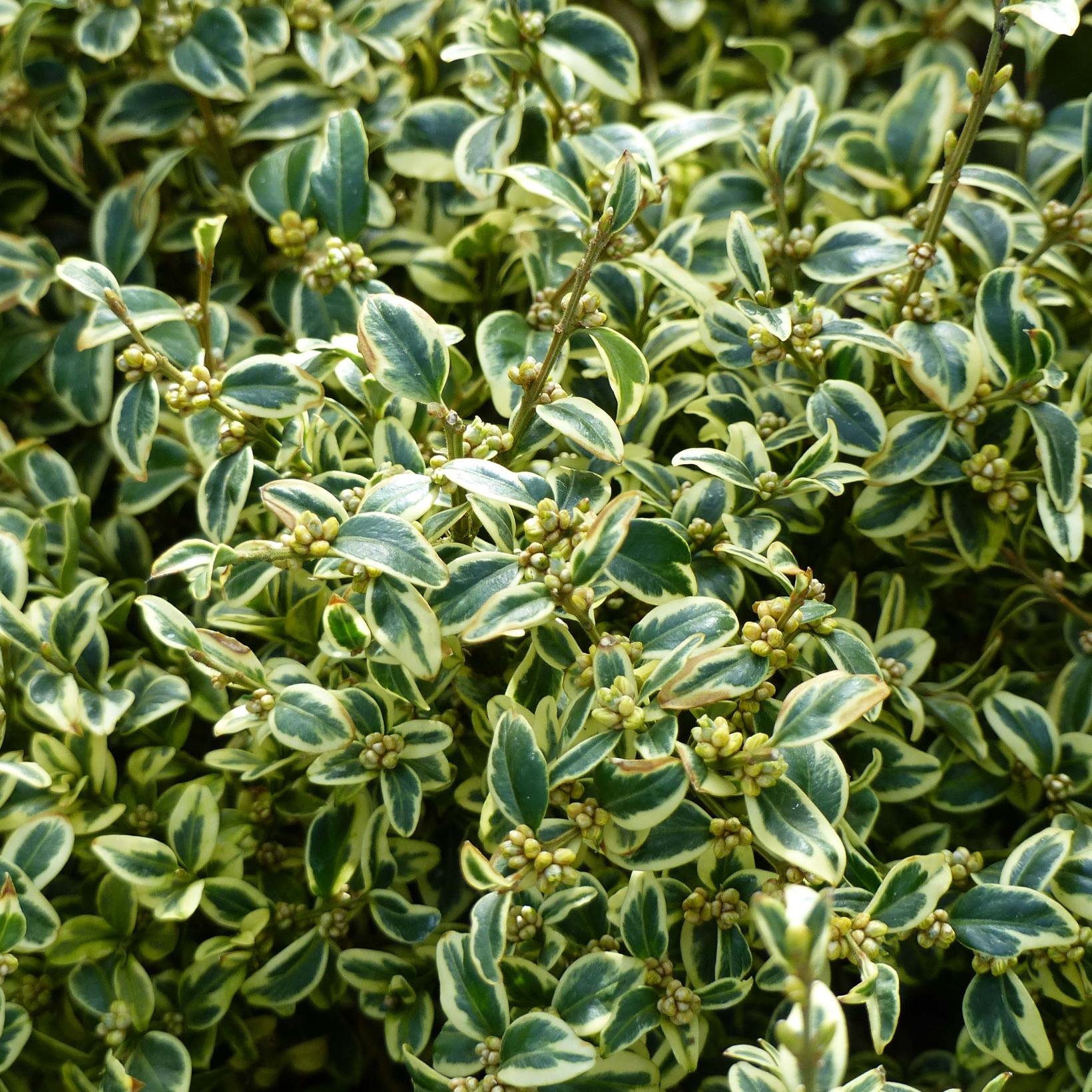 Buxus sempervirens Elegans - Buis commun panaché vert et blanc