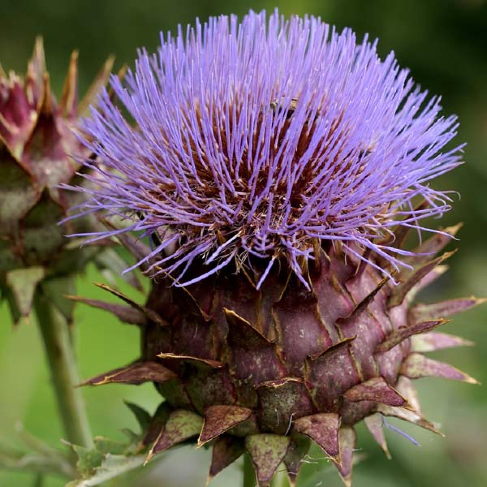 Cardon - Cynara cardunculus - Un artichaut d'ornement, très décoratif