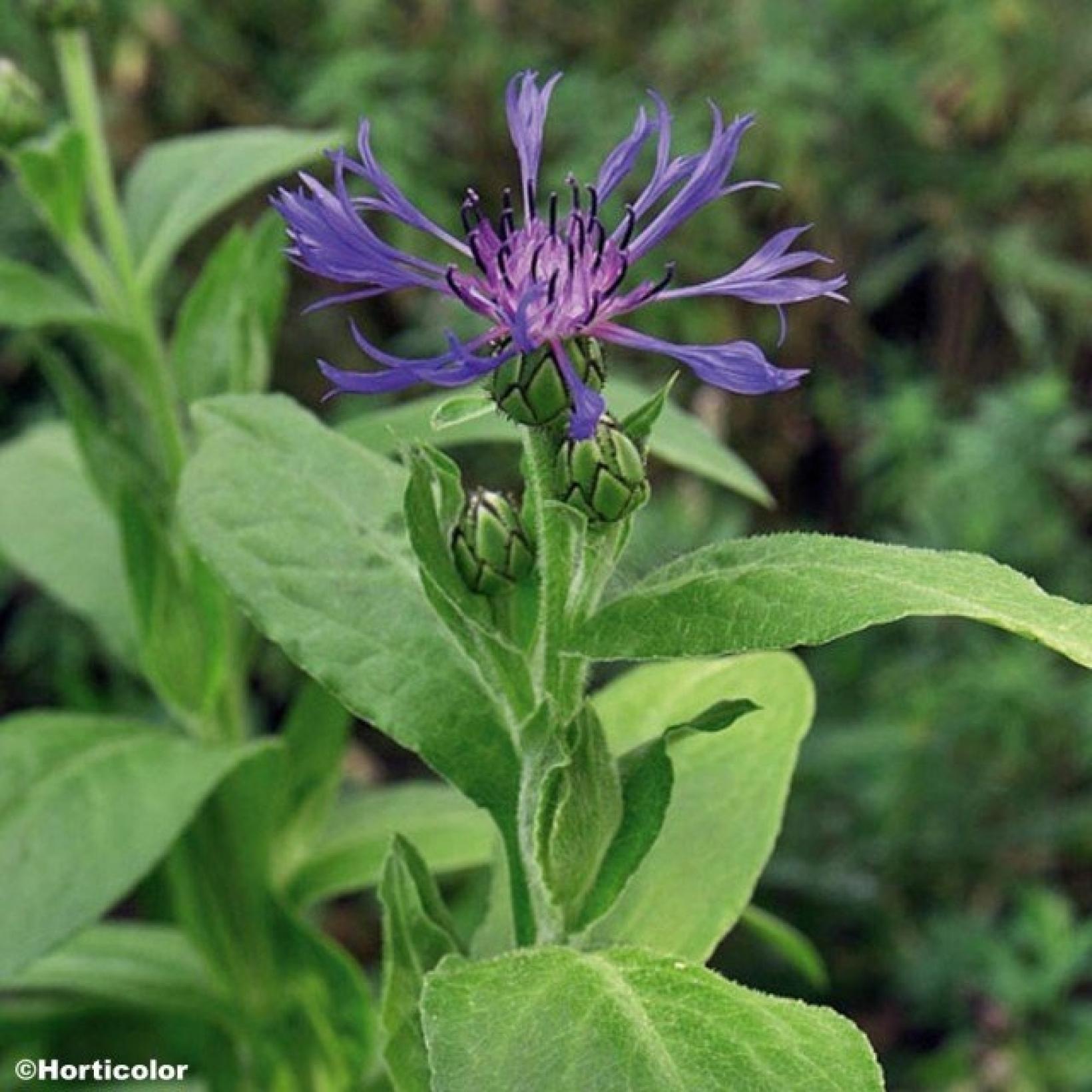 Bleuet des Montagnes - Centaurée montana - Centaurea montana - Barbeau ...