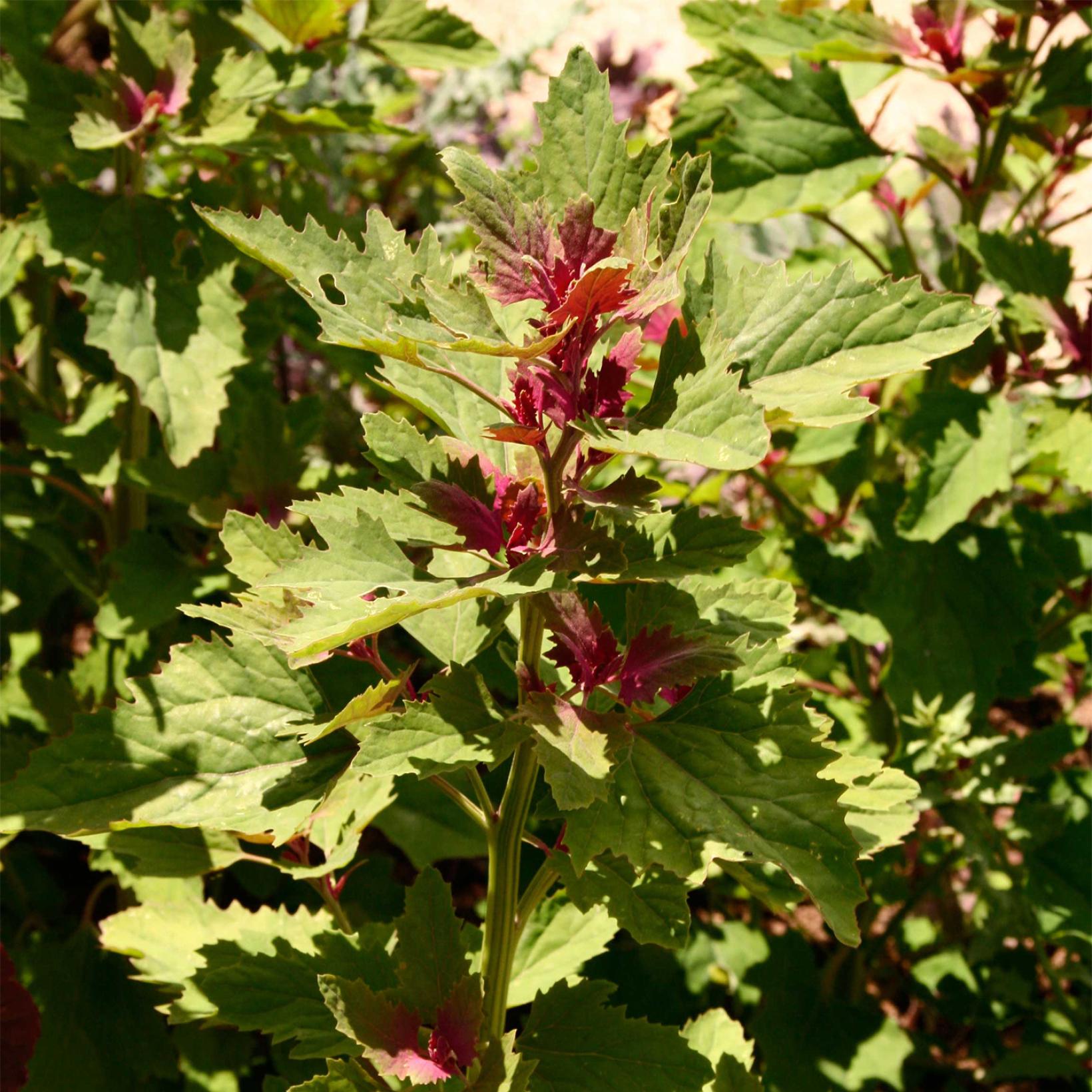 Chénopode Géant Bio - Ferme de Sainte Marthe - Chenopodium giganteum ...