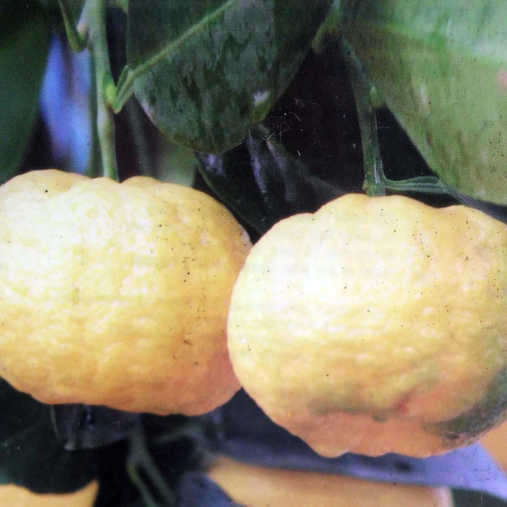 Citronnier doux - Citrus limetta Pursha - Lime douce de Rome non acide