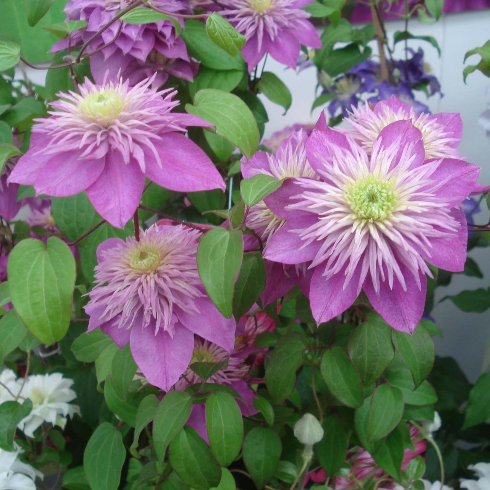 Clématite Kaiser (Empereur) - Clematis aux grandes fleurs rose vif