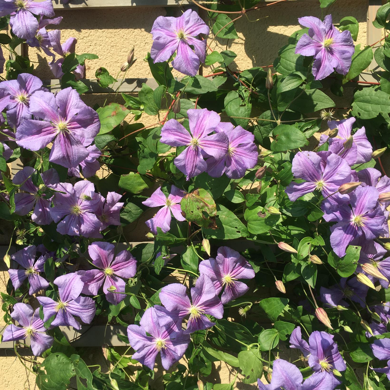 Clématite Arabella – Clematis, reine des lianes à grosses fleurs bleu