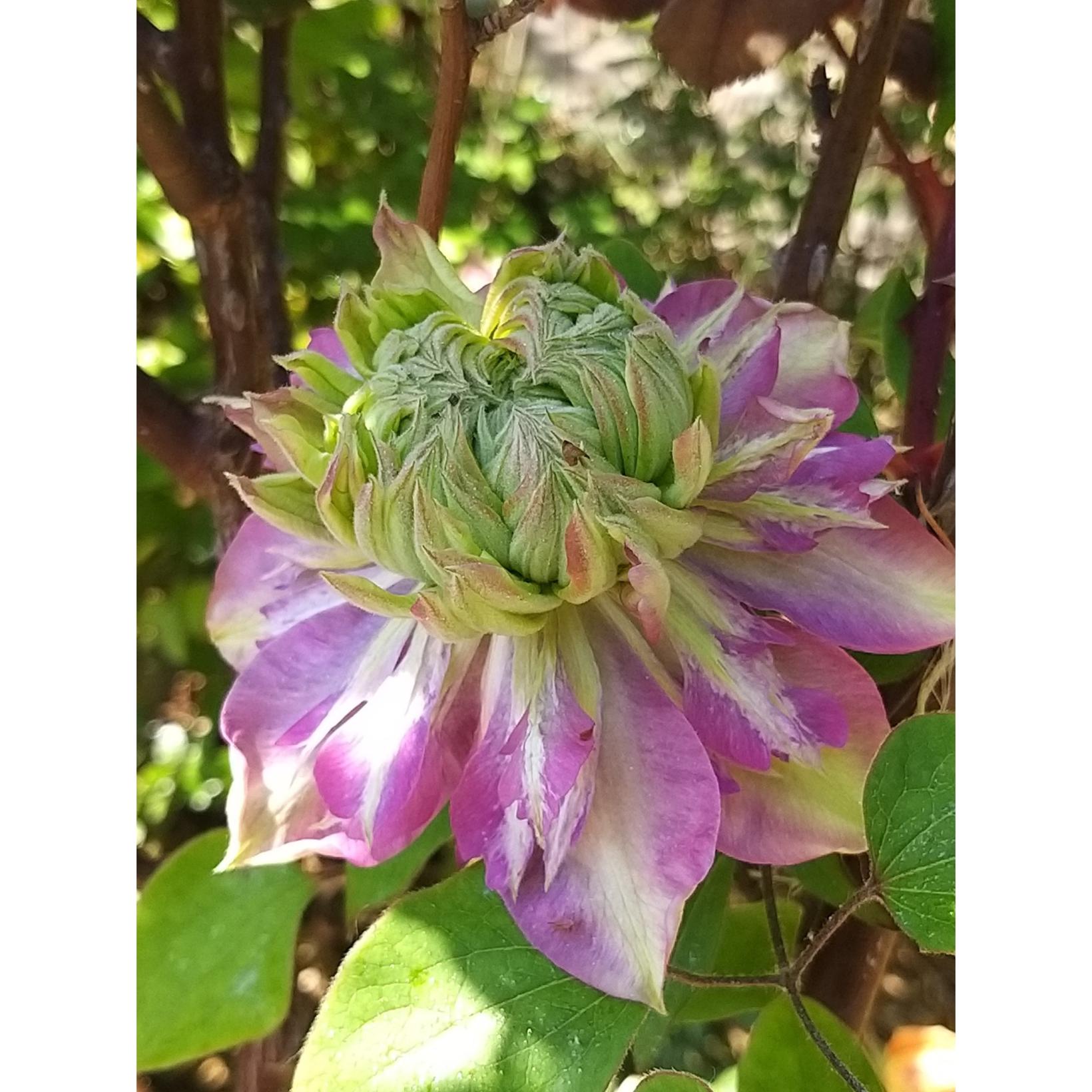 Clématite Kaiser (Empereur) - Clematis aux grandes fleurs rose vif