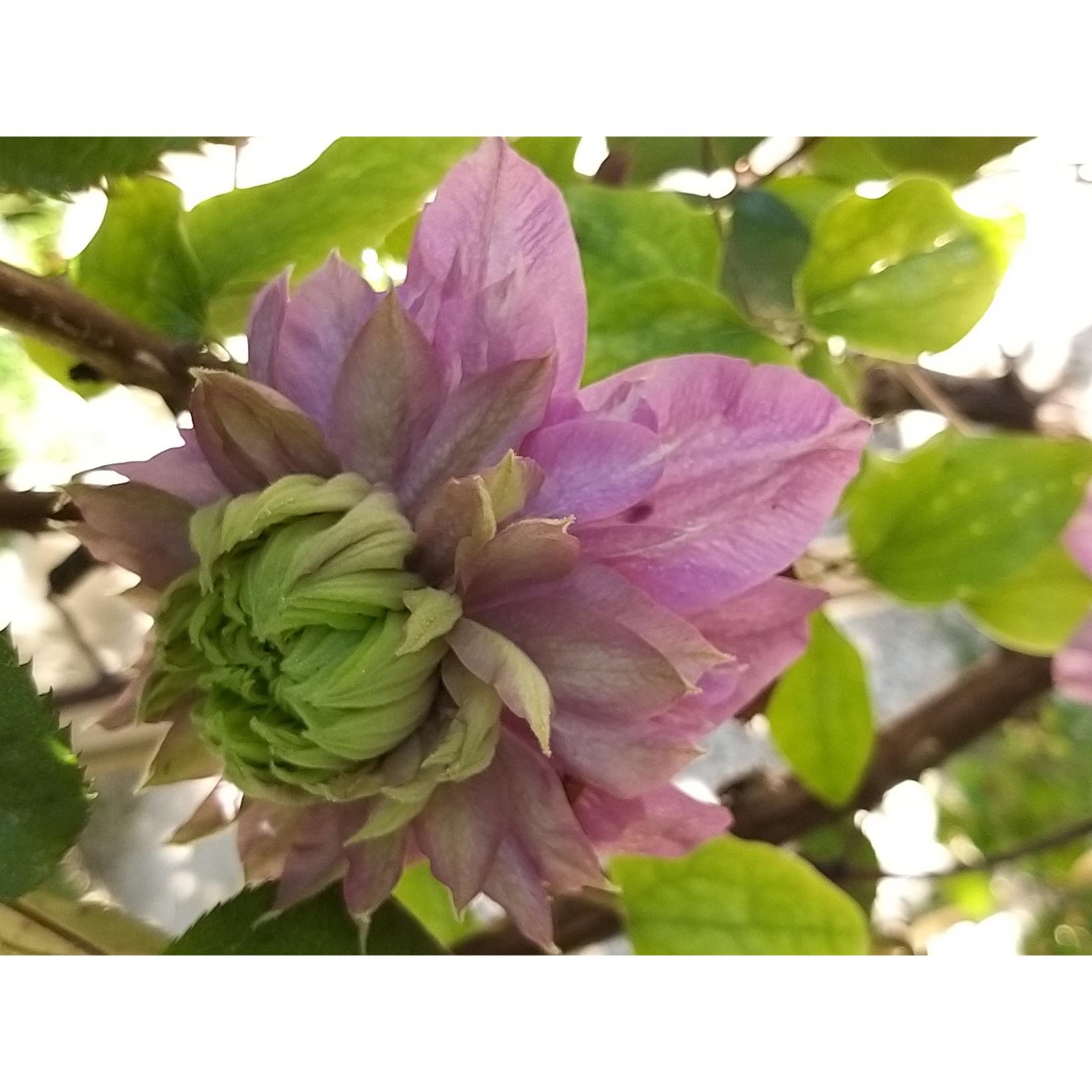 Clématite Kaiser (Empereur) - Clematis aux grandes fleurs rose vif