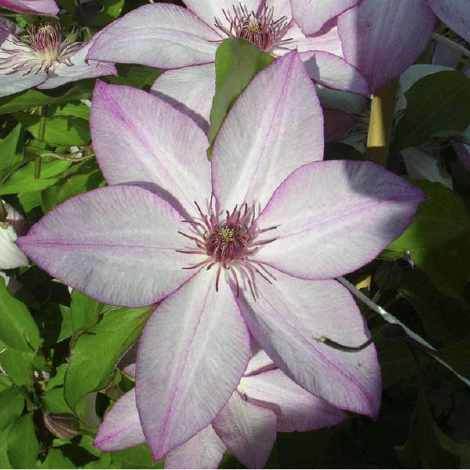 Clématite Omoshiro – Clematis patens à fleurs rose tendre et blanc