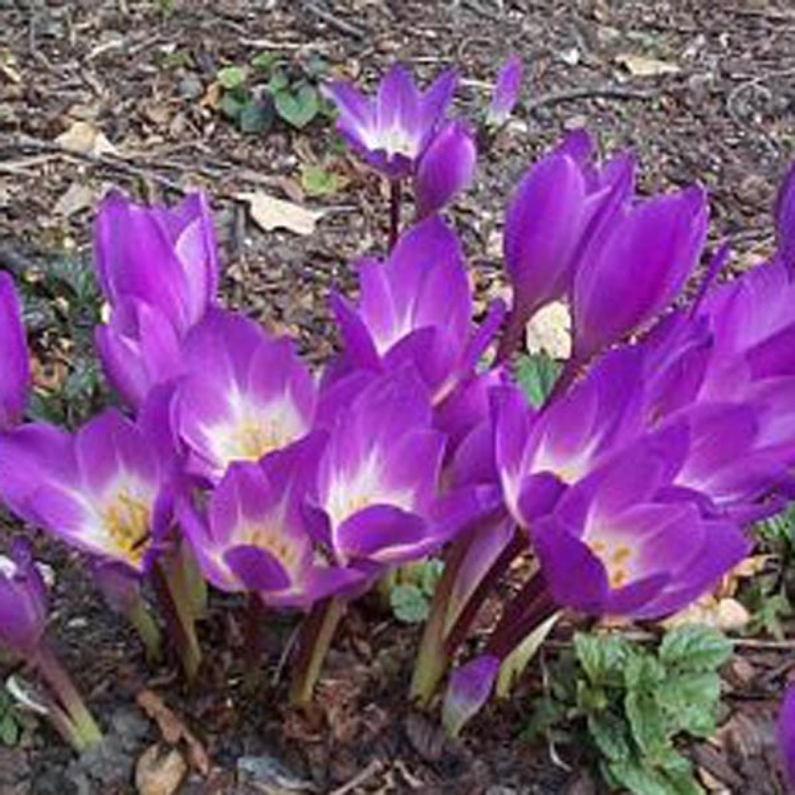 Colchique speciosum atrorubens - A fleurs violet pourpré, gorge blanche.
