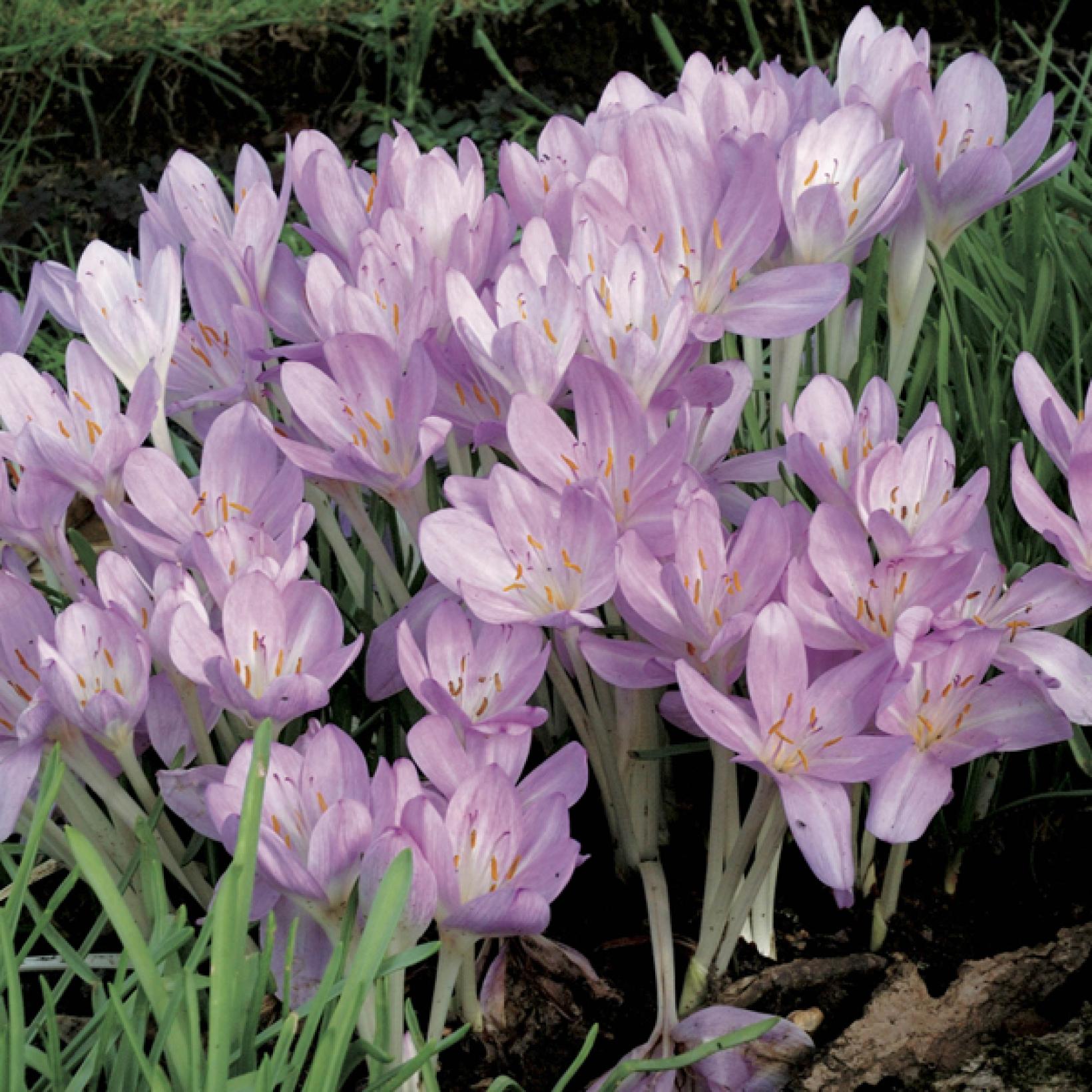 Colchicum cilicicum - un colchique à grandes fleurs roses