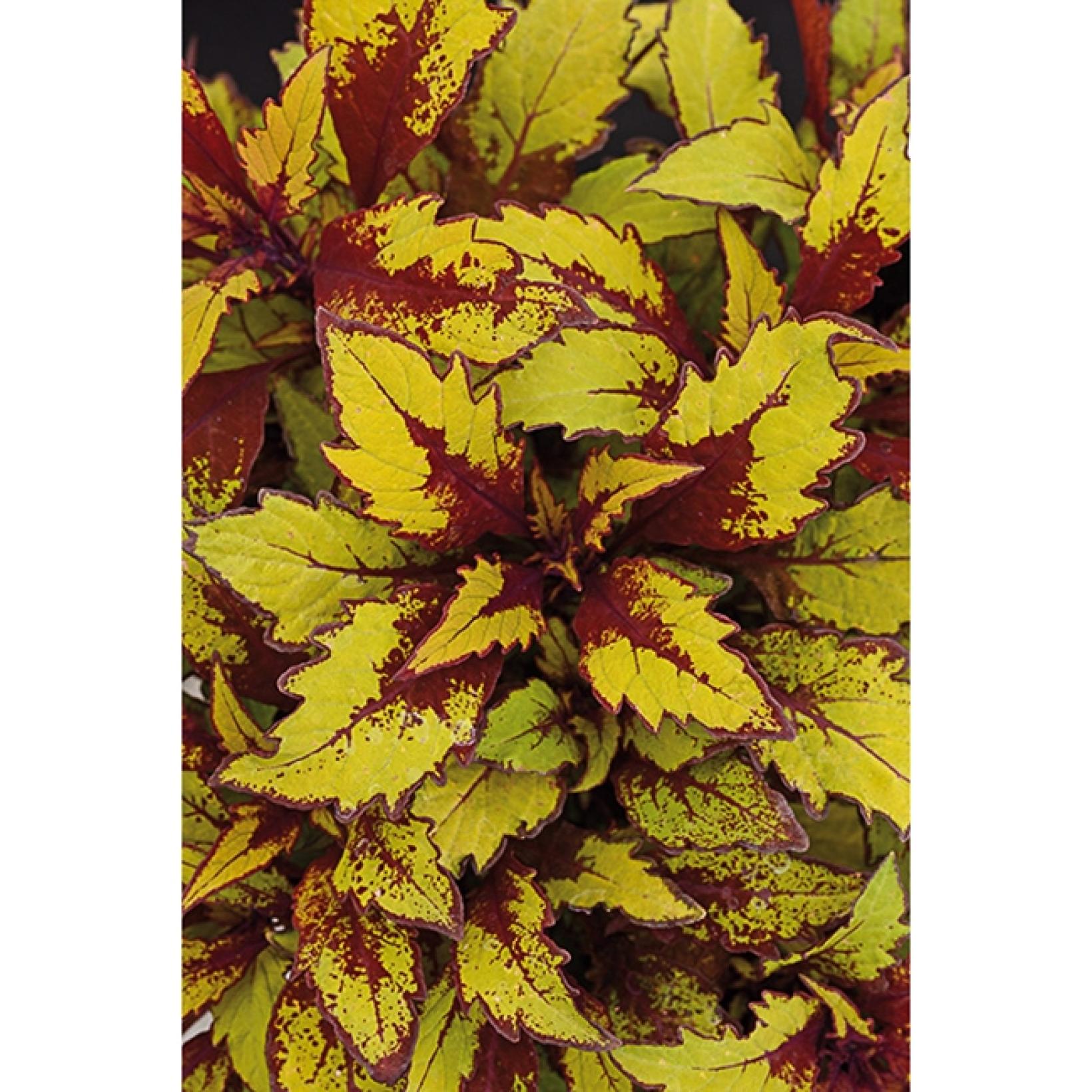 Coleus FlameThrower Spice Curry - Solenostemon compact, aux feuilles ...