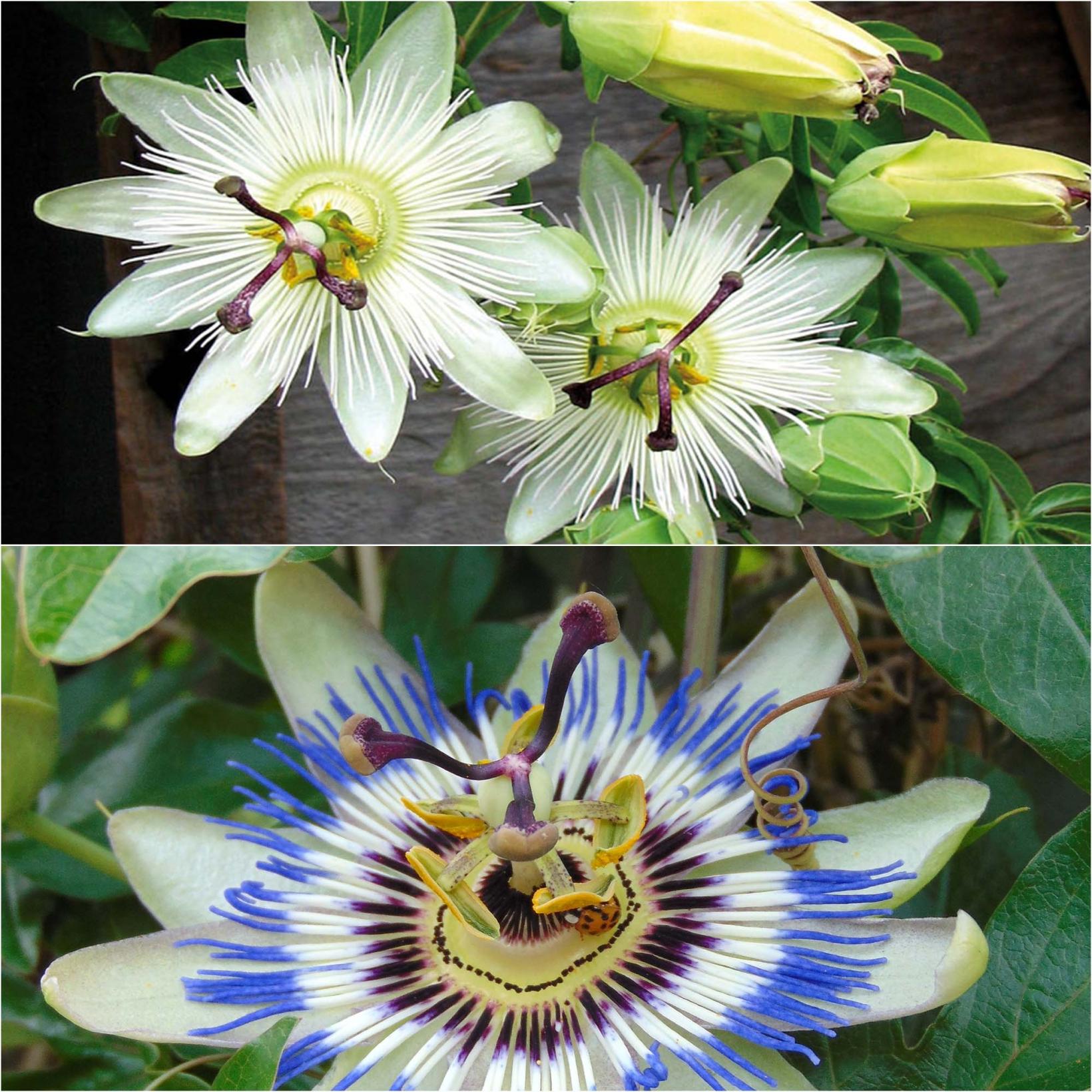 Collection de 2 Passiflores rustiques - Une bleuté et une blanche