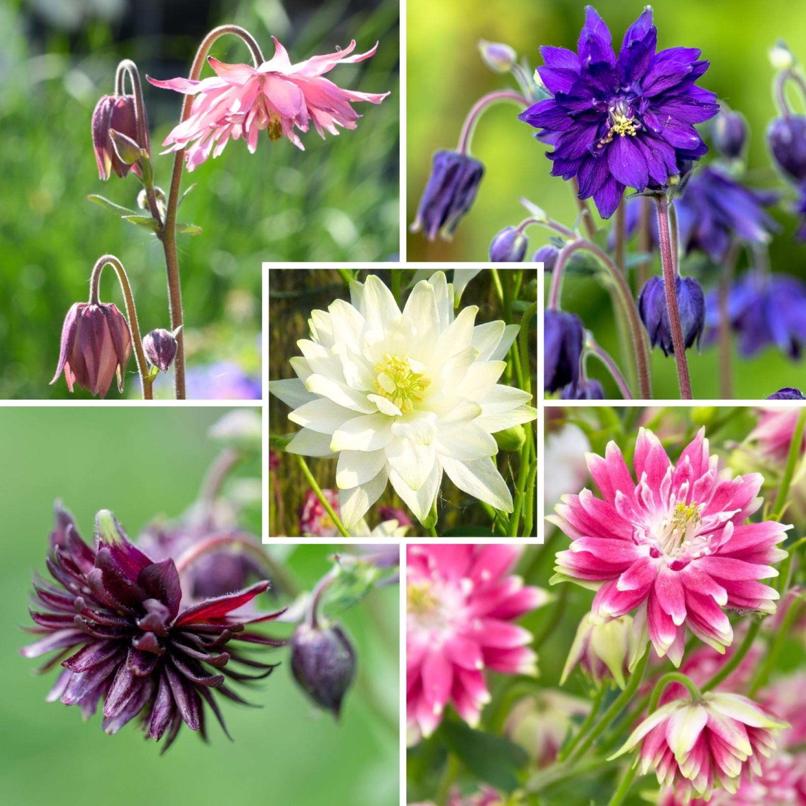 Collection Ancolies doubles Barlow - Aquilegia Nora Barlow, Black ...