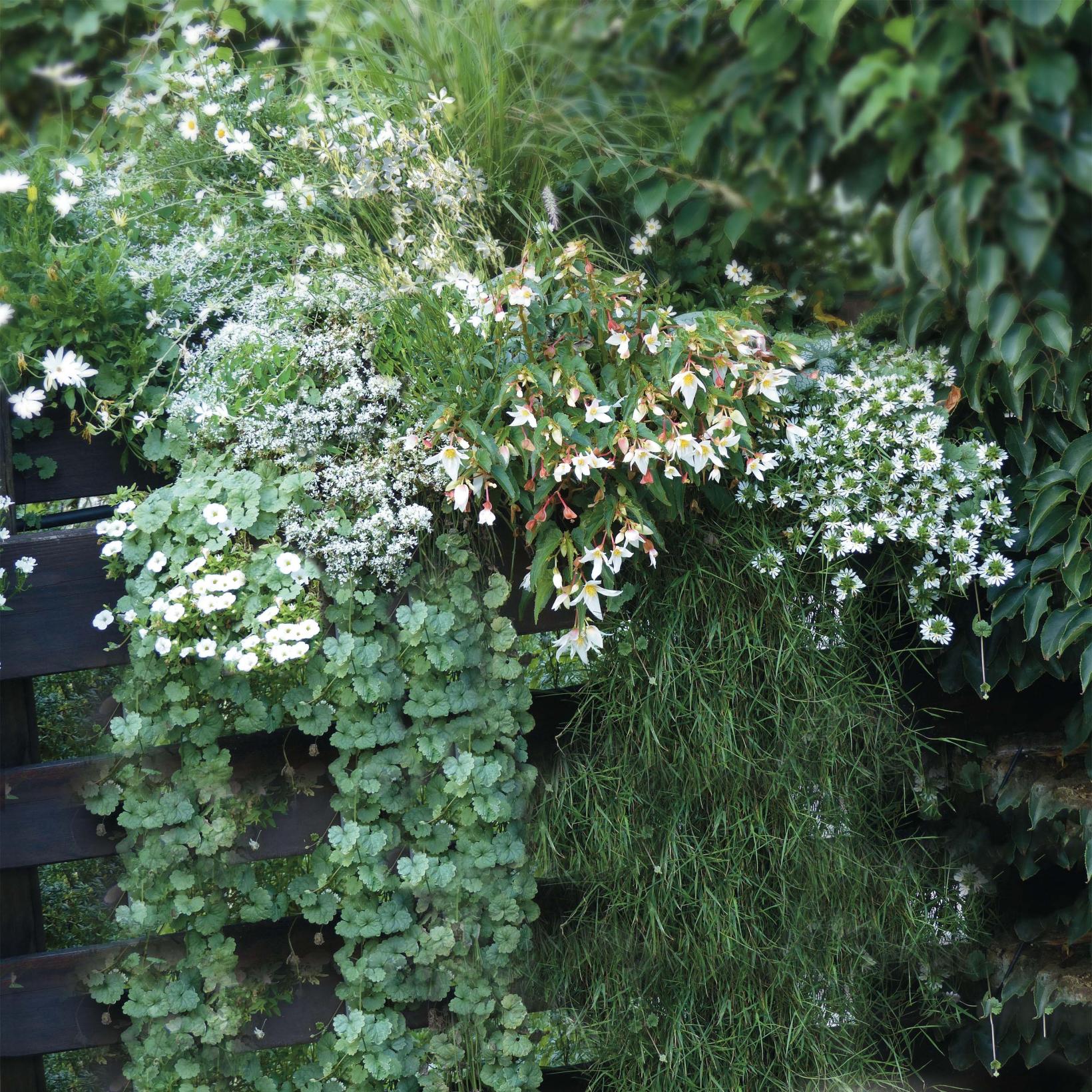 Fleur Blanche Pour Jardiniere