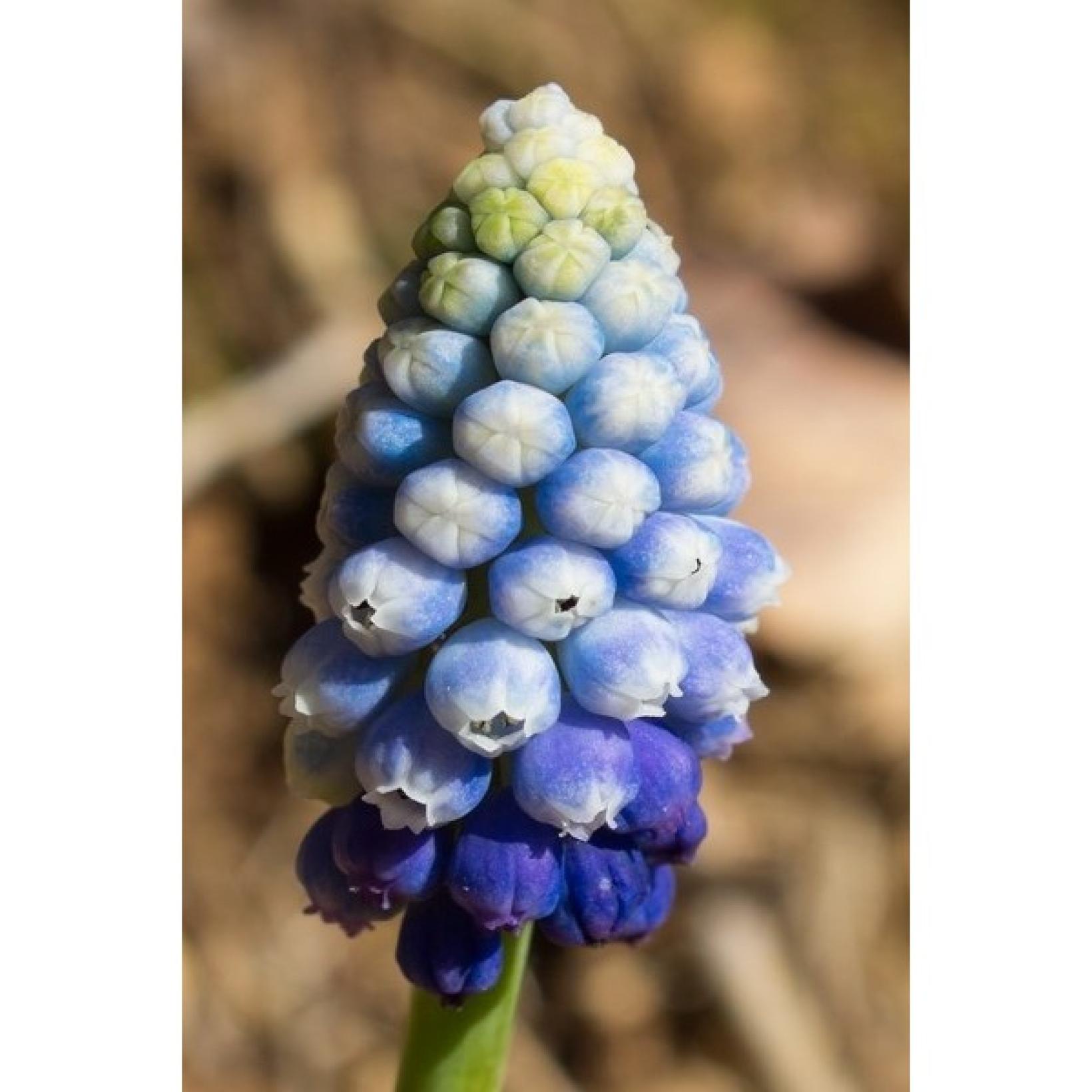 Collection Muscari Magic - 40 petits bulbes à floraison printanière