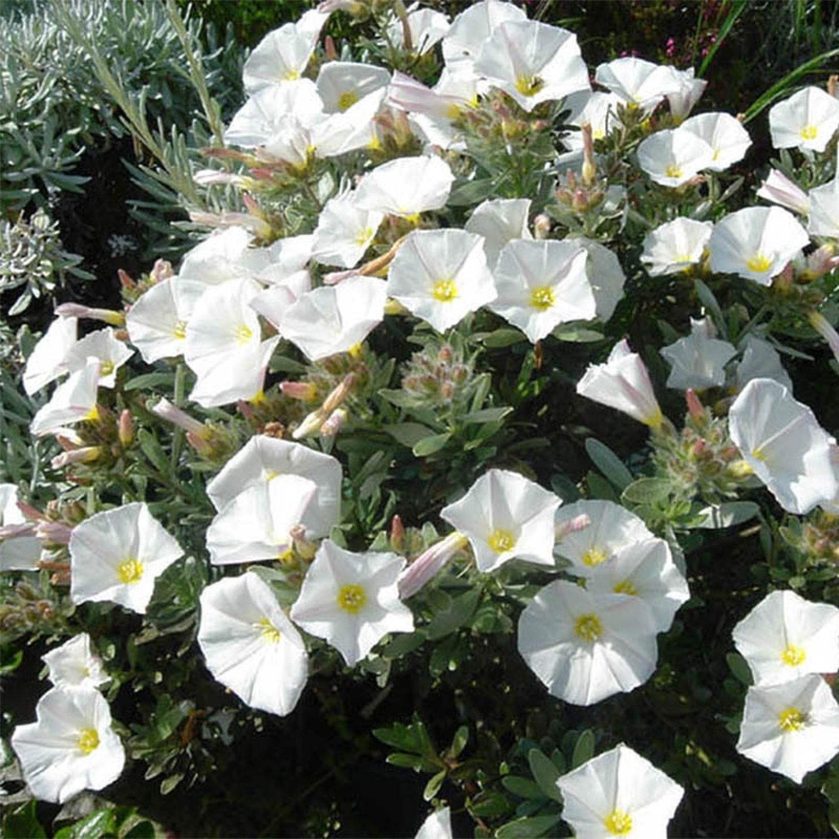Convolvulus cneorum - Liseron arbustif argenté à fleurs blanches