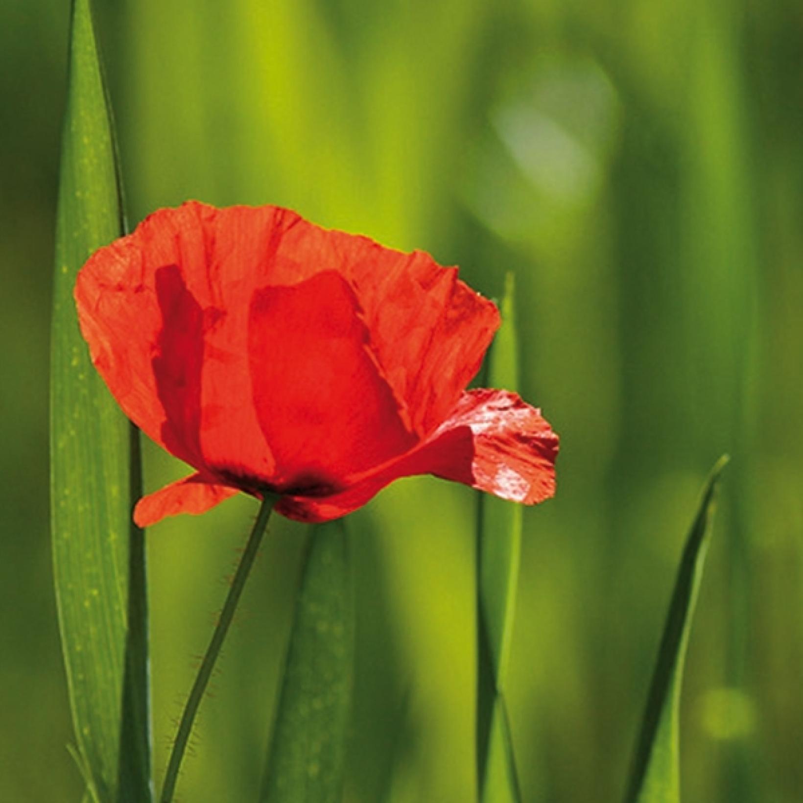 Coquelicot - Papaver Rhoeas - Le pavot traditionnel rouge vif des ...