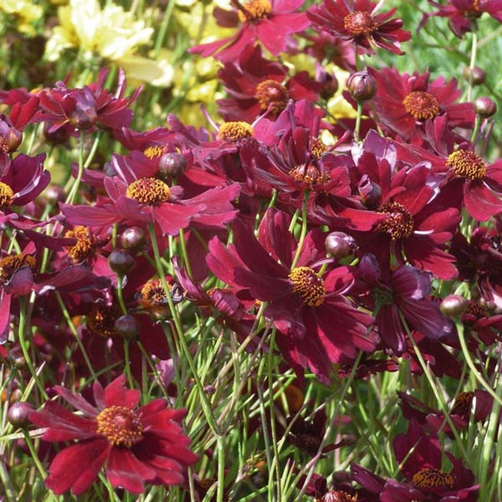 Coreopsis rosea Limerock Ruby - Coréopsis à fleurs rouge rubis