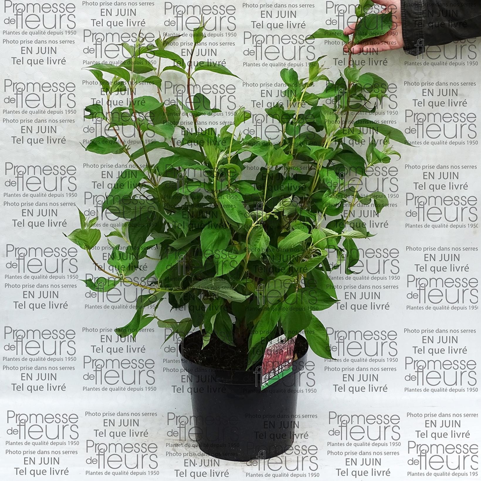 Cornus alba Baton Rouge® - Cornouiller blanc à rameaux rouge vif en hiver