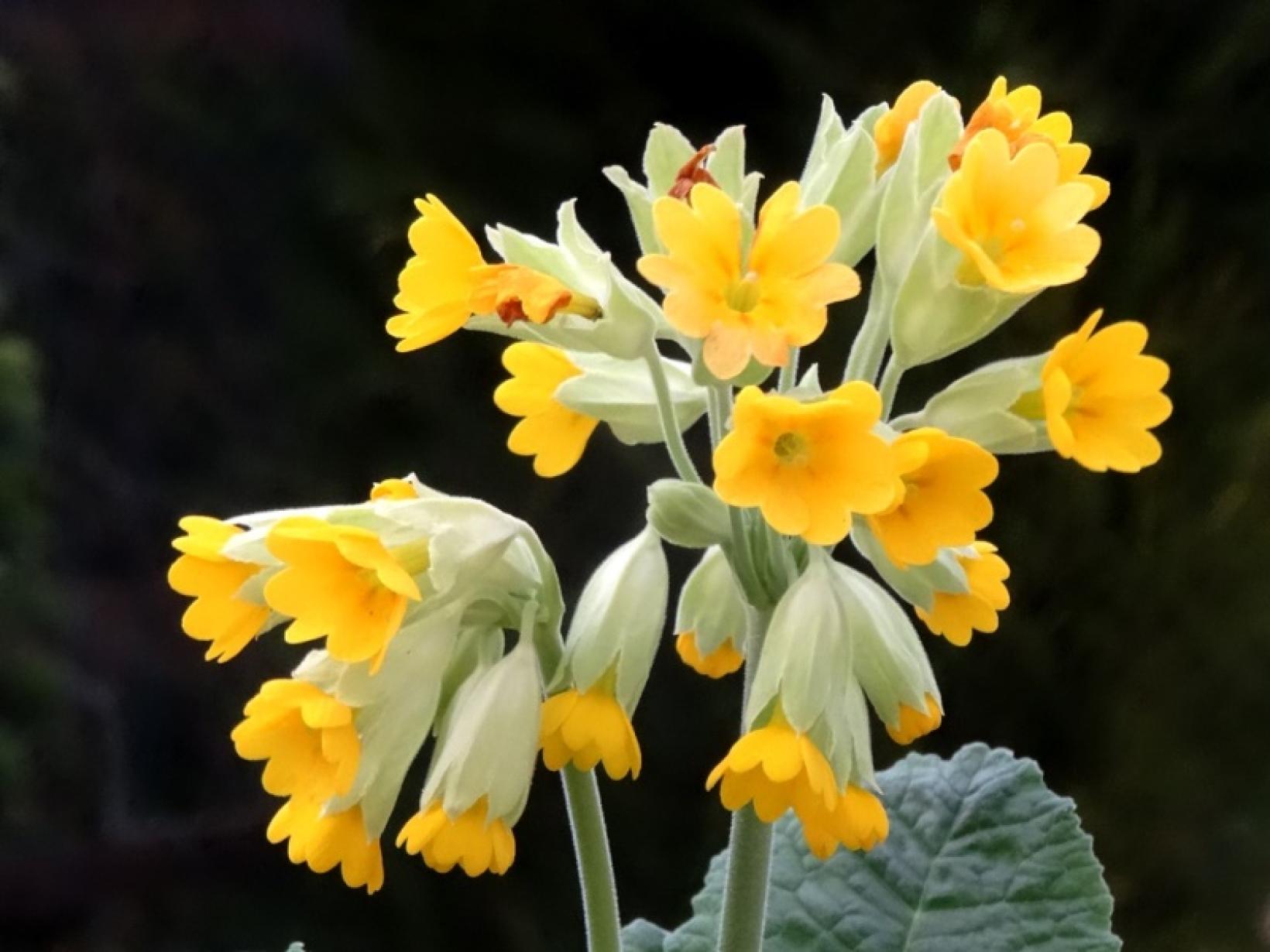 Primula veris - Primevère officinale ou Coucou - Vivace à fleurs jaunes