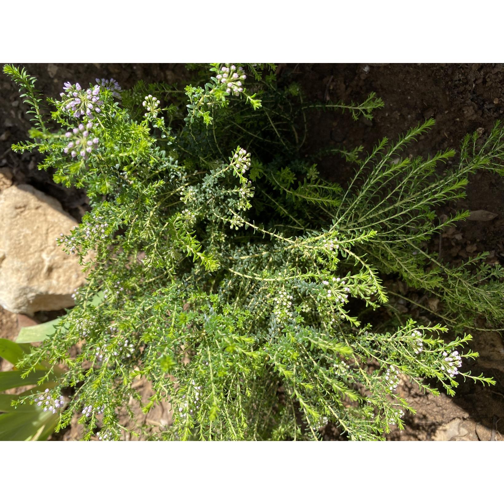 Agathosma capensis - Buchu - Arbuste persistant de climat doux ...