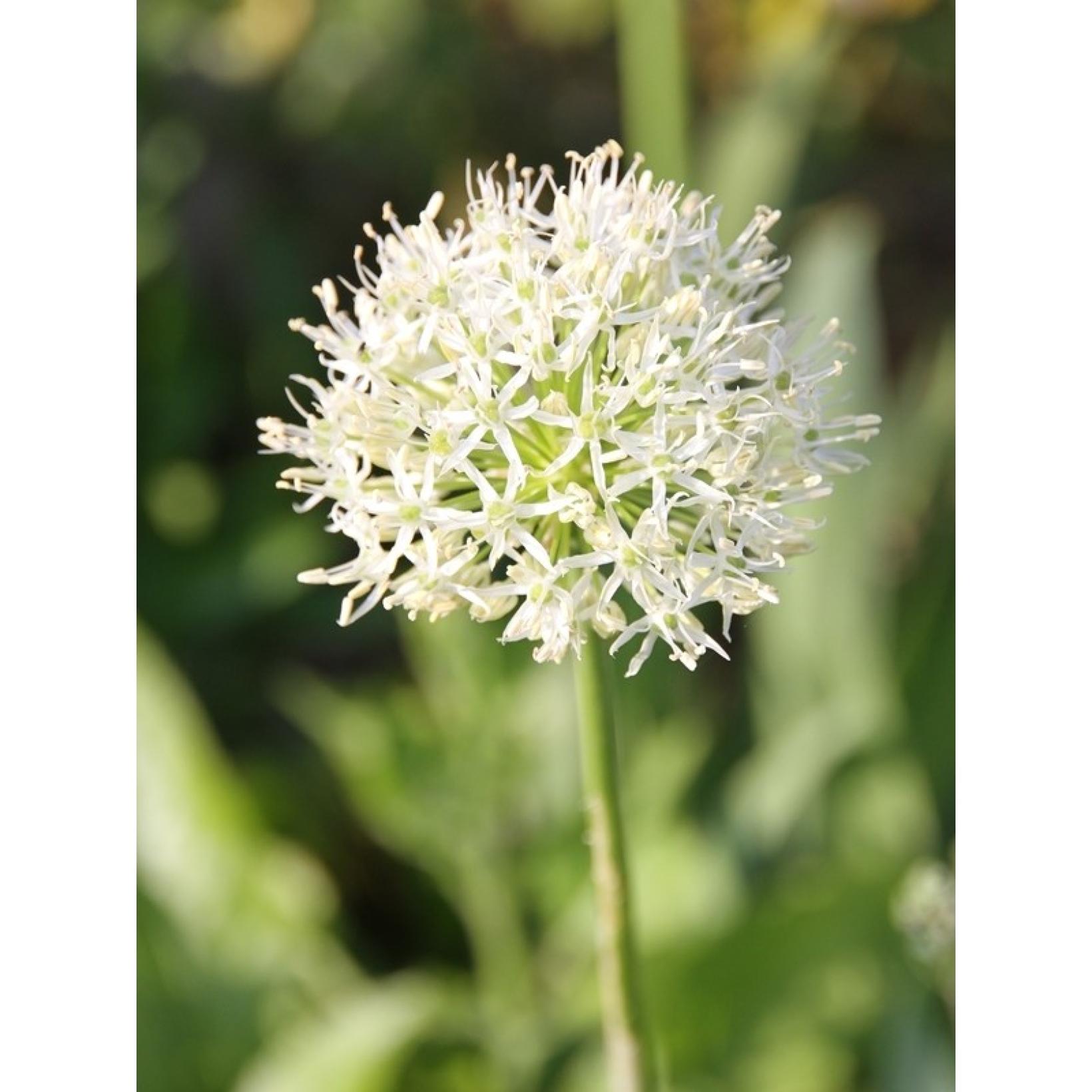 Allium Mount Everest - Ail d'ornement à fleurs en boule, blanc pur