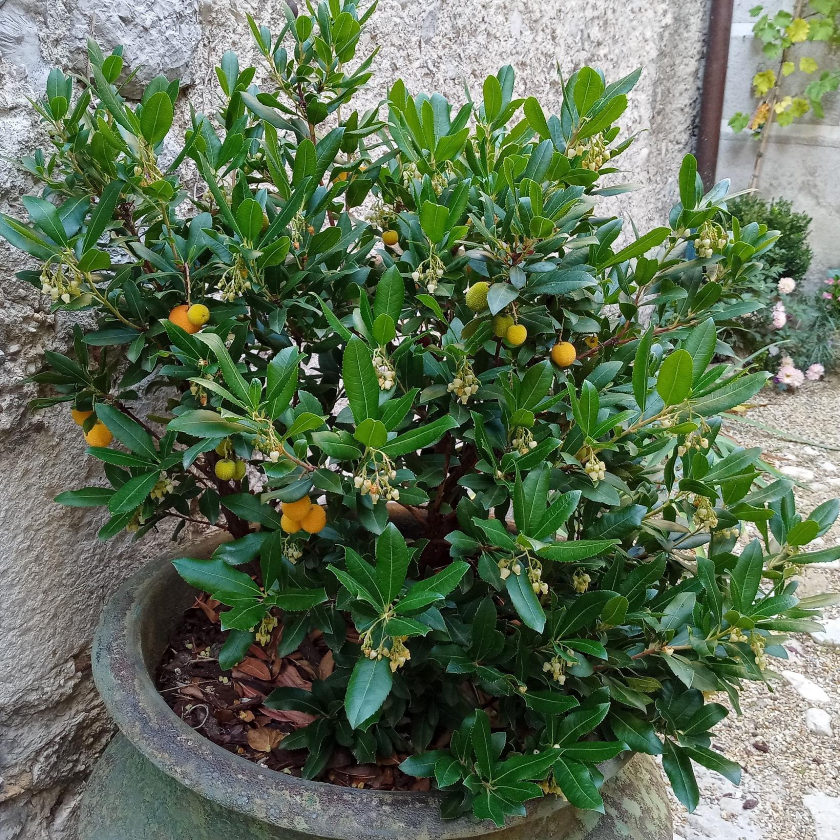 Arbousier Atlantic - Arbutus unedo – Arbre à fraises à gros fruits rouges