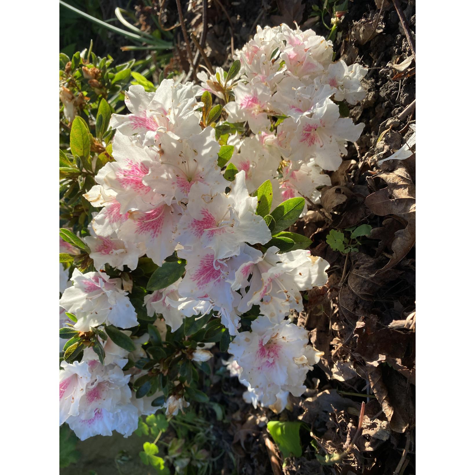 Azalée du Japon White Prince - Azalea japonica à floraison blanc-rose