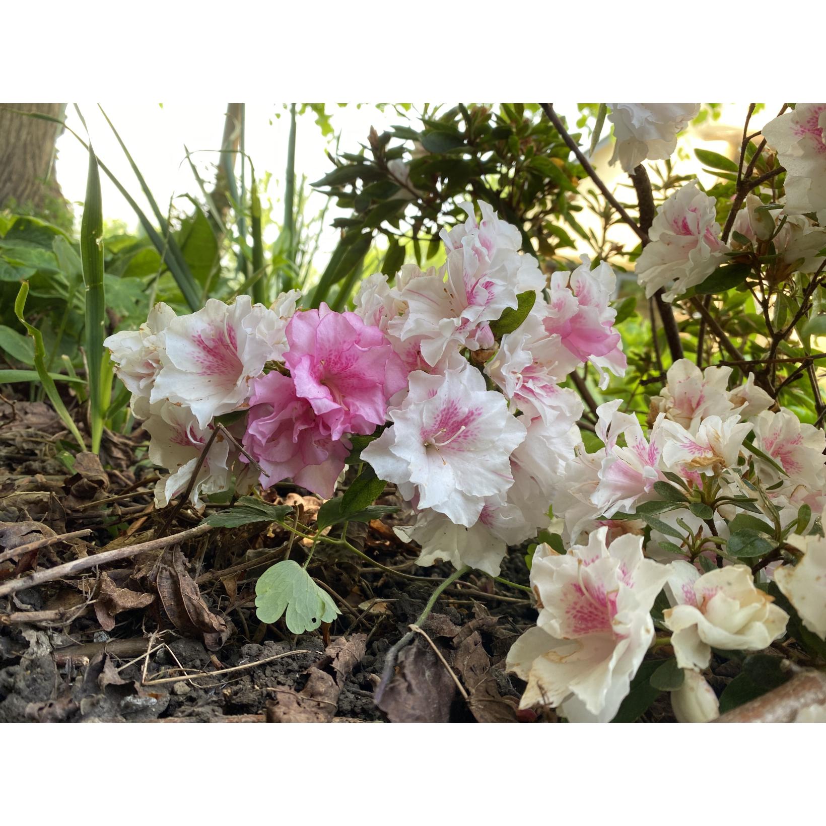 Azalée du Japon White Prince - Azalea japonica à floraison blanc-rose
