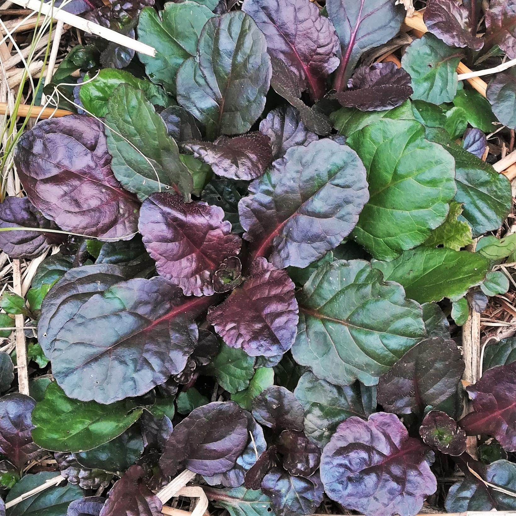 Ajuga reptans Black Scallop – Bugle rampante – couvre-sol vivace