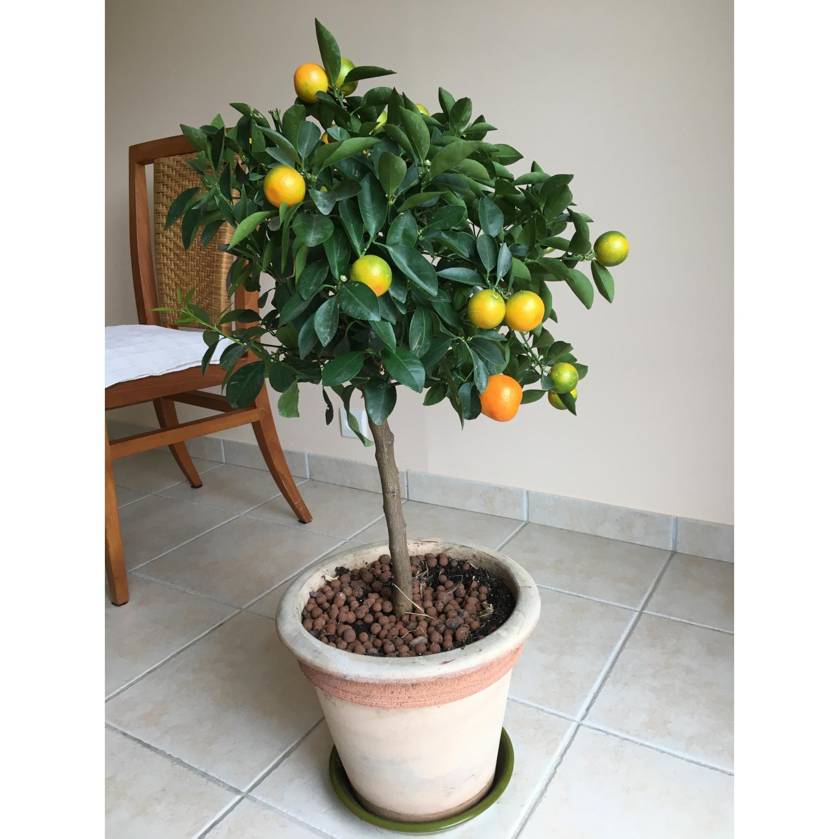 Calamondin - Citrus madurensis (mitis) – Oranger d’appartement florifère