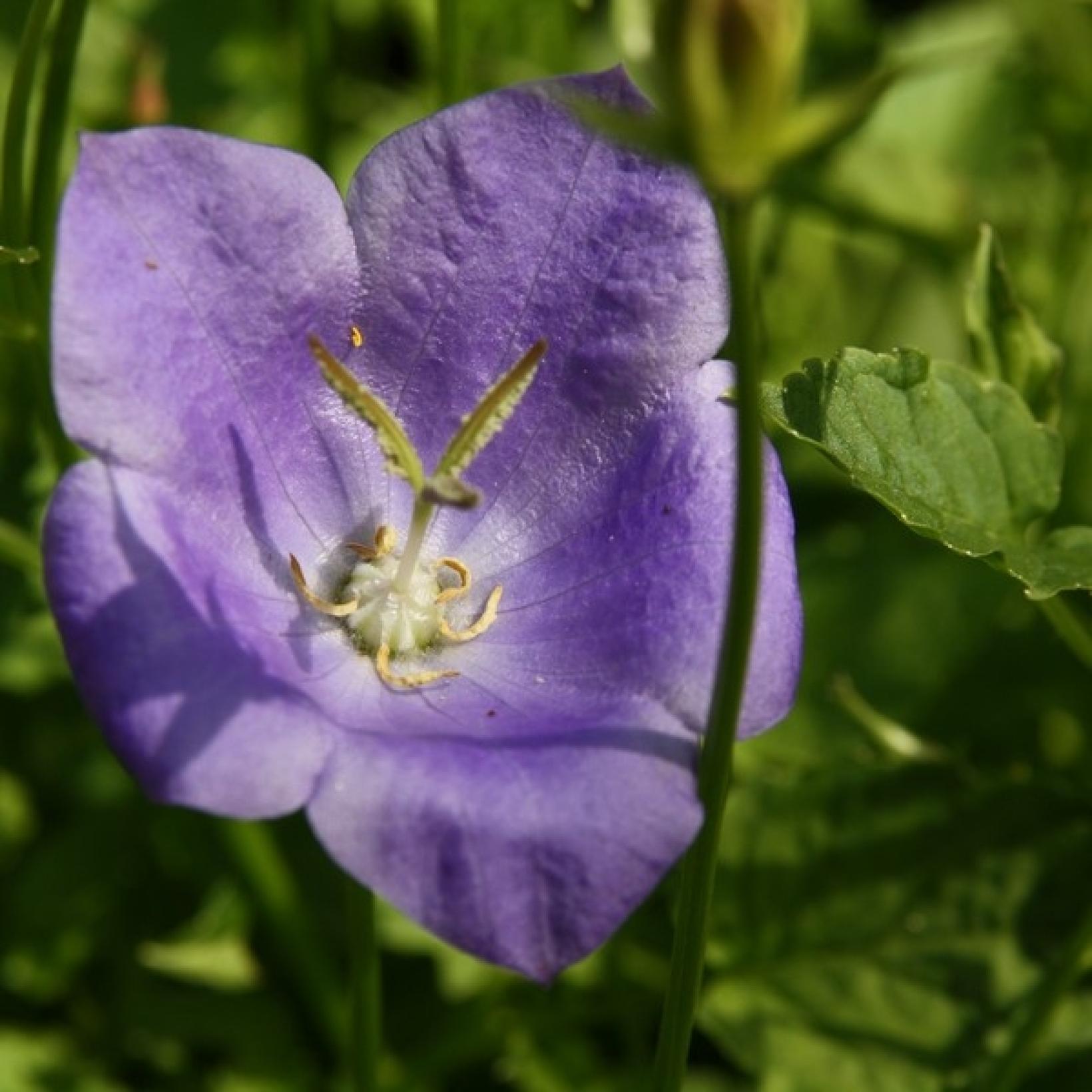 Campanula carpatica - Campanule des Carpates à fleurs bleues