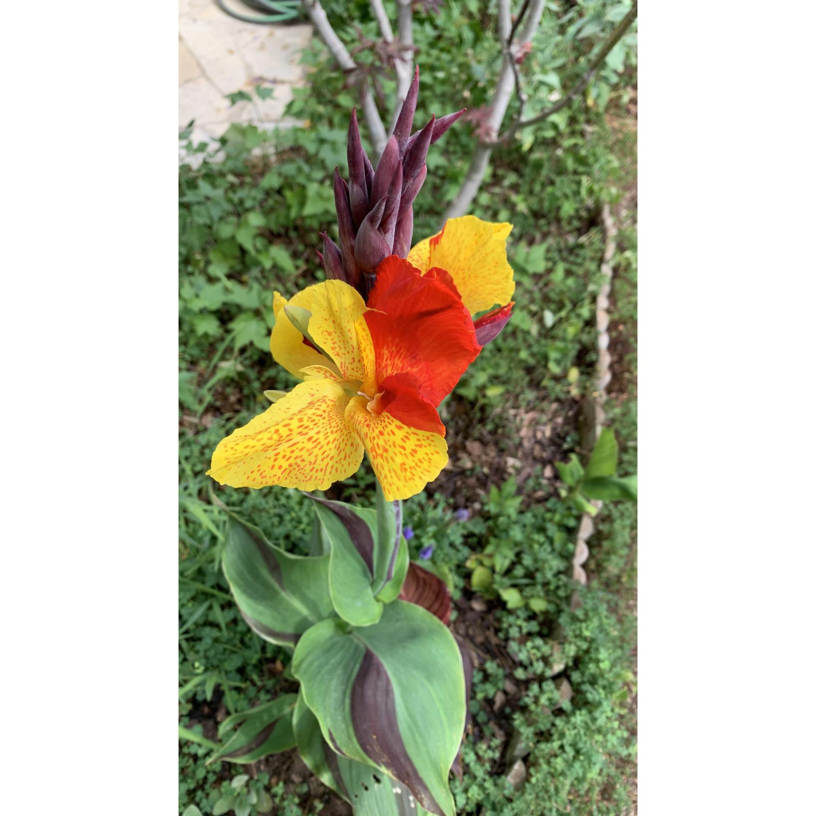 Canna Cleopatra - Balisier aux fleurs variables, en mélange de jaune et ...