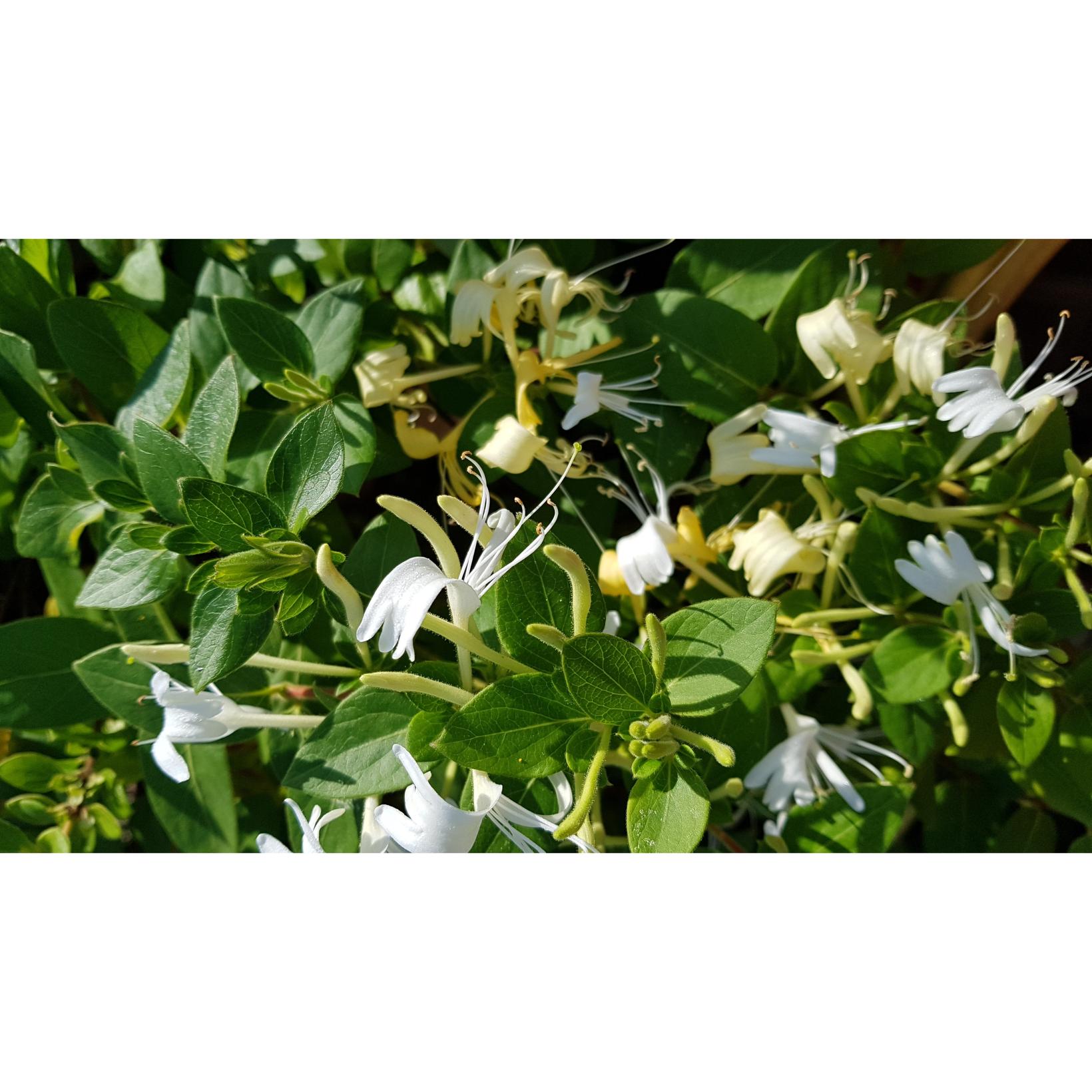 Chèvrefeuille du Japon Hall's Prolific - Lonicera japonica à fleurs ...