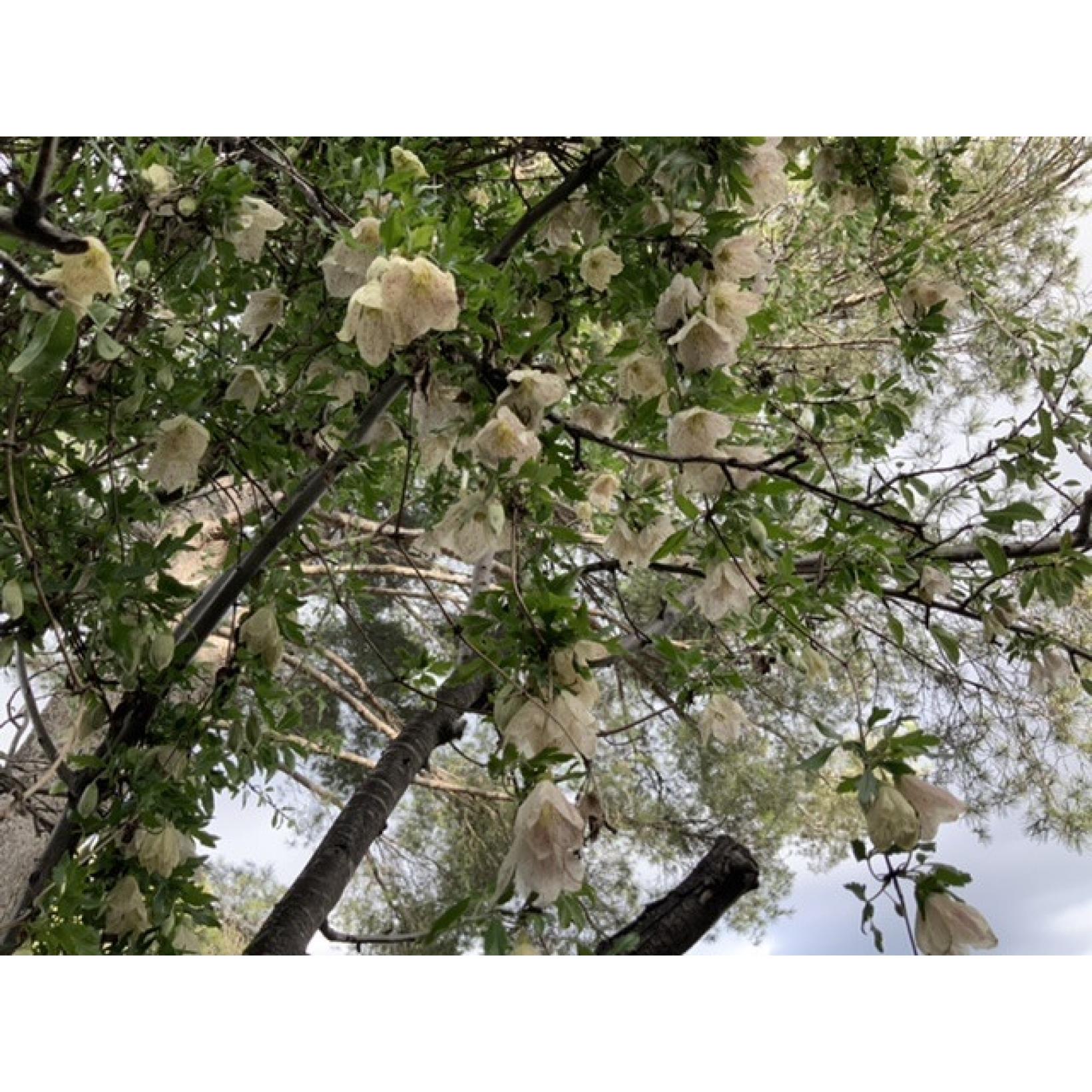 Clématite de Noël Winter Parasol - Clematis cirrhosa blanc-crème et rose