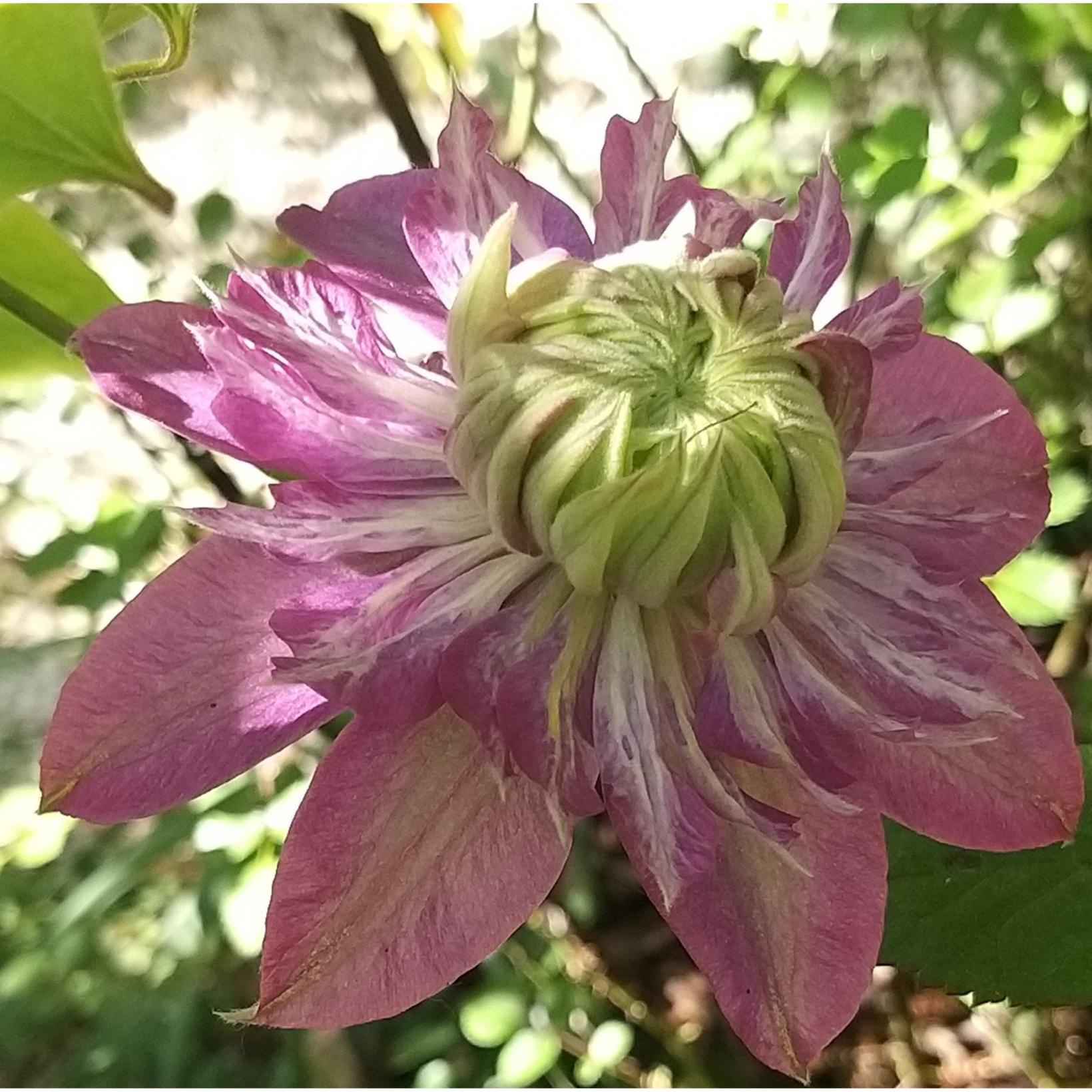 Clématite Kaiser (Empereur) - Clematis aux grandes fleurs rose vif