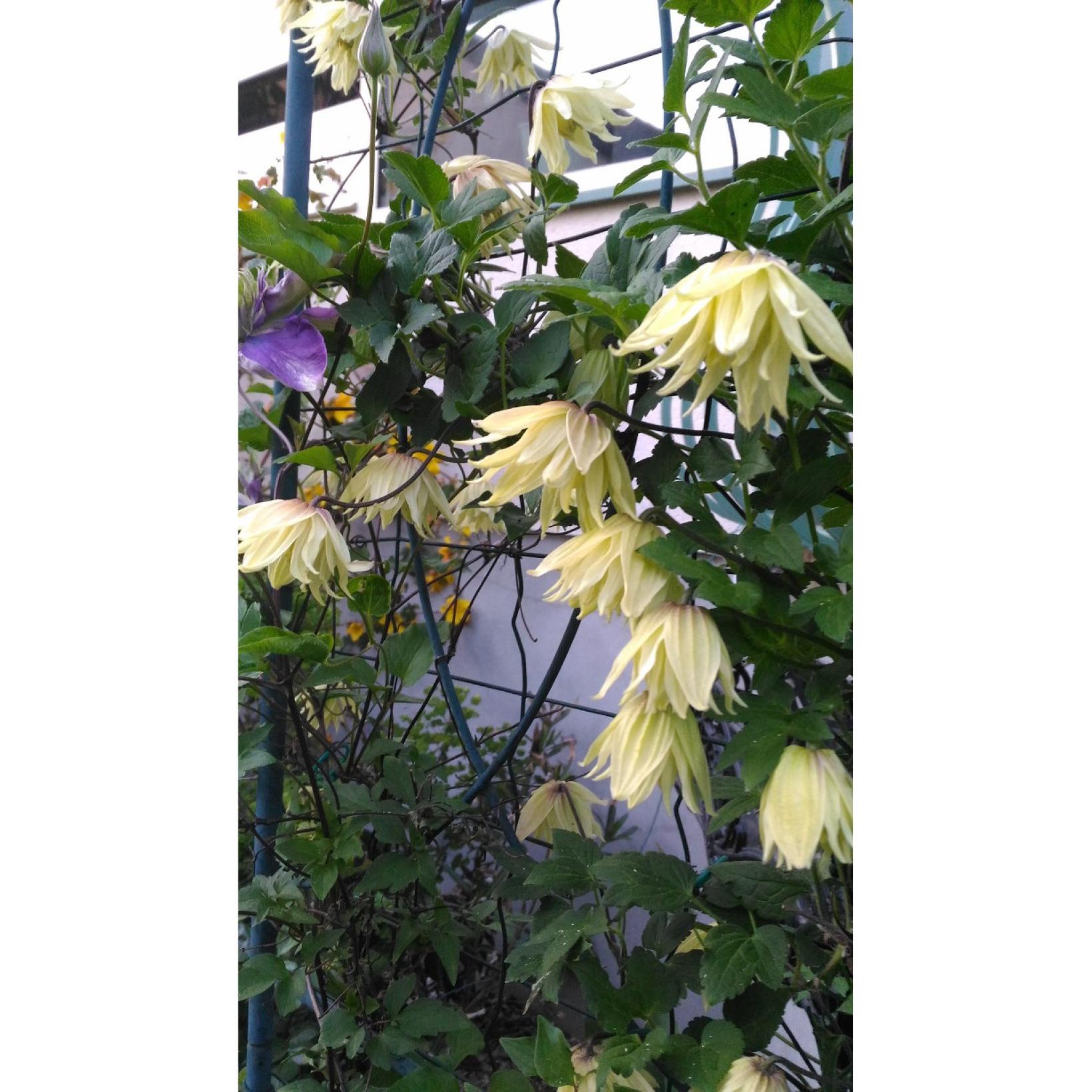 Clématite Amber - Clematis koreana à clochettes jaune tendre et rose